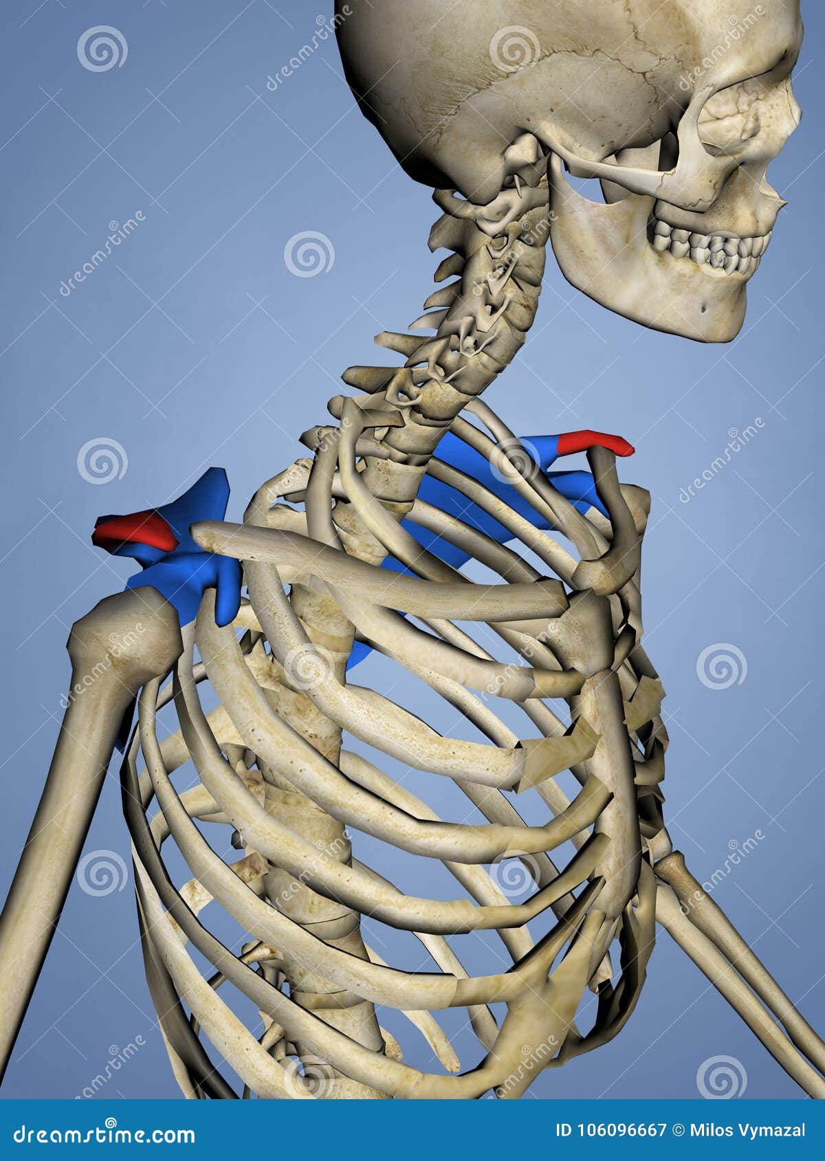 Acromion Del Omóplato M-SKEL-SCAPULA-ACROMION 14, Modelo 3D Stock de ...