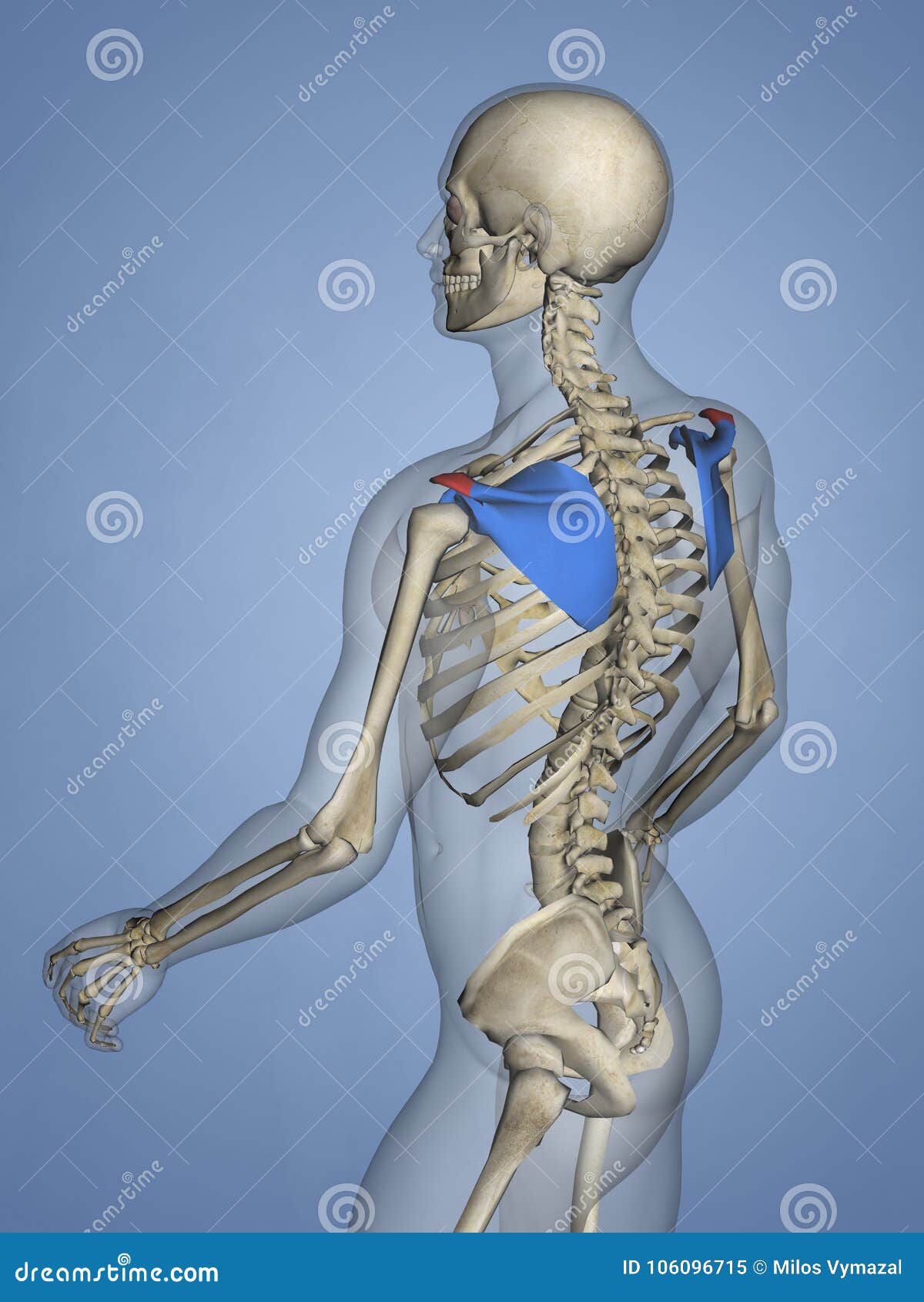 Acromion Del Omóplato M-SKEL-SCAPULA-ACROMION 10, Modelo 3D Stock de ...