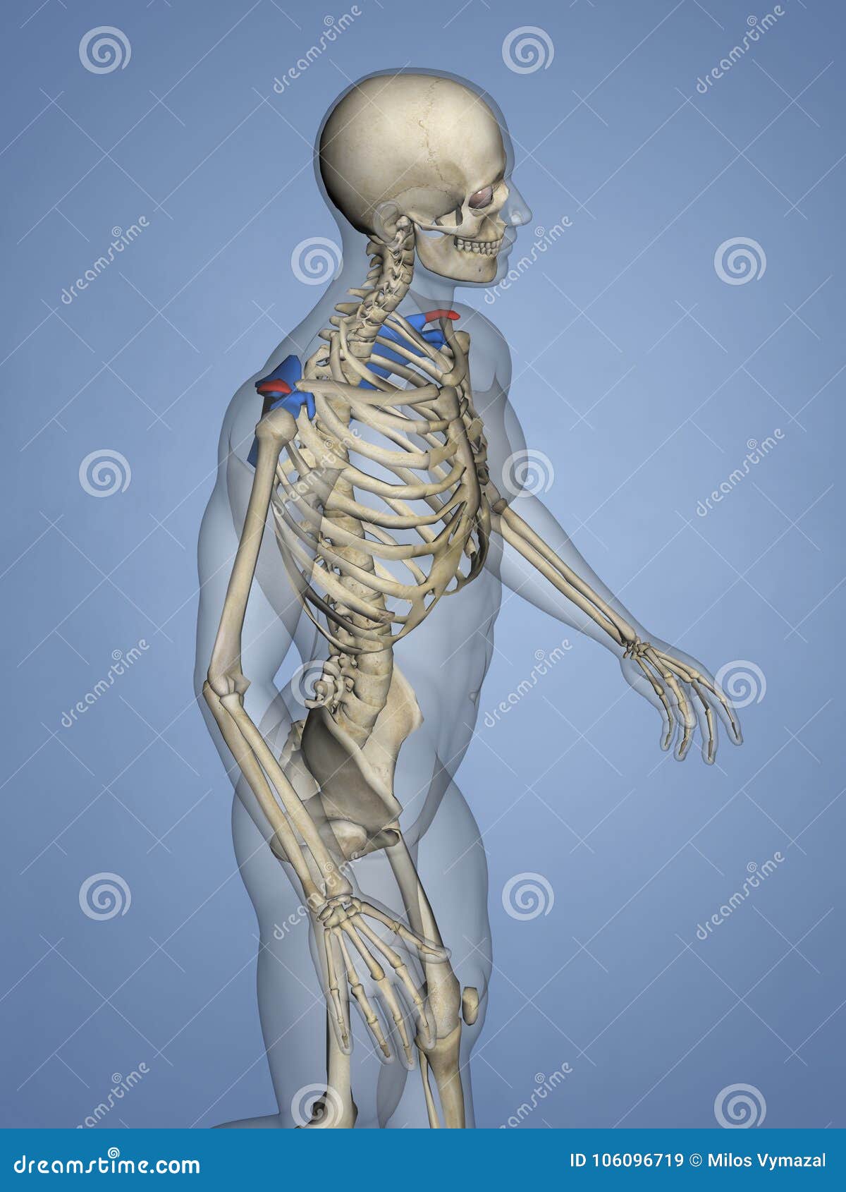 Acromion Del Omóplato M-SKEL-SCAPULA-ACROMION 8, Modelo 3D Stock de ...