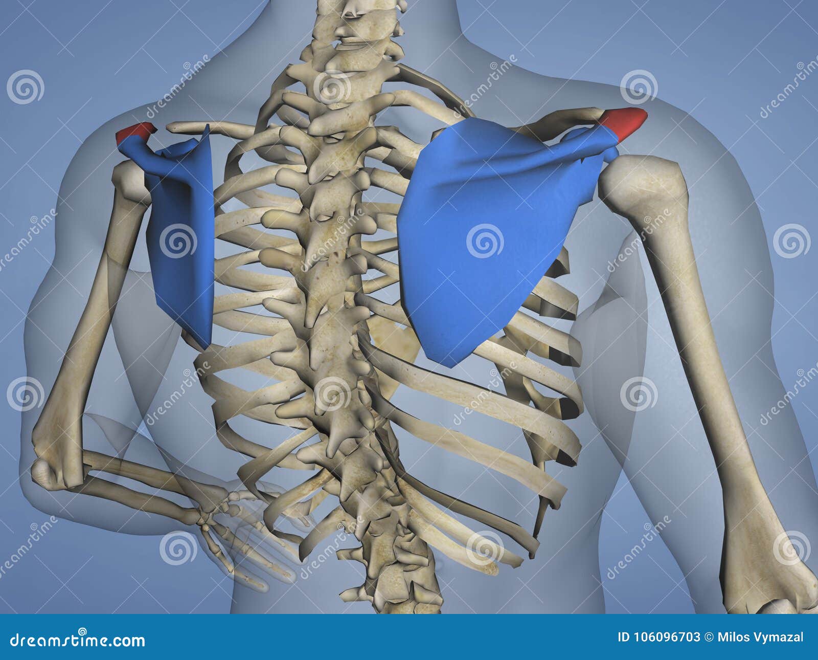 Acromion Della Scapola M-SKEL-SCAPULA-ACROMION 5, Modello 3D ...
