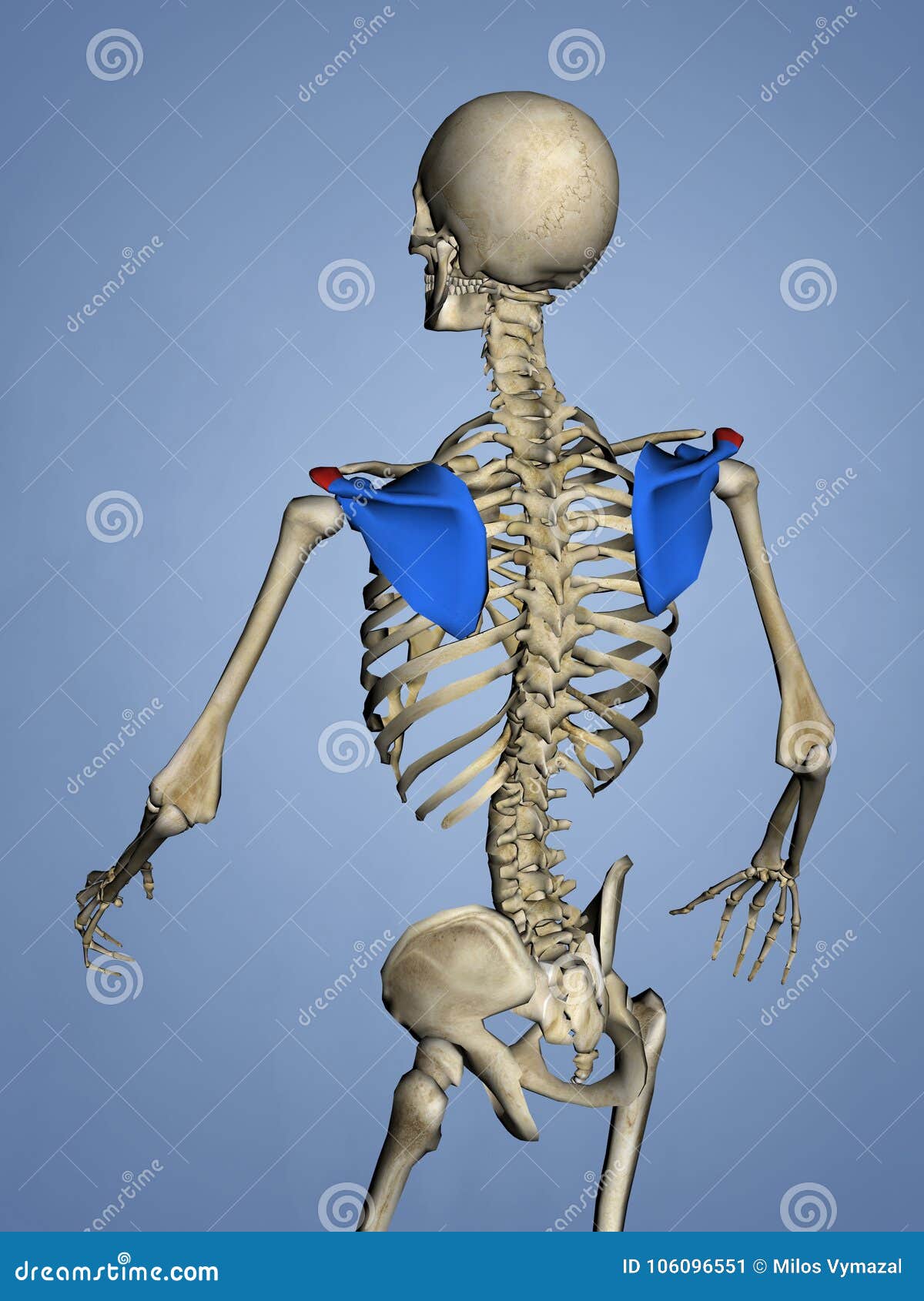 Acromion of Scapula stock illustration. Illustration of anatomical ...