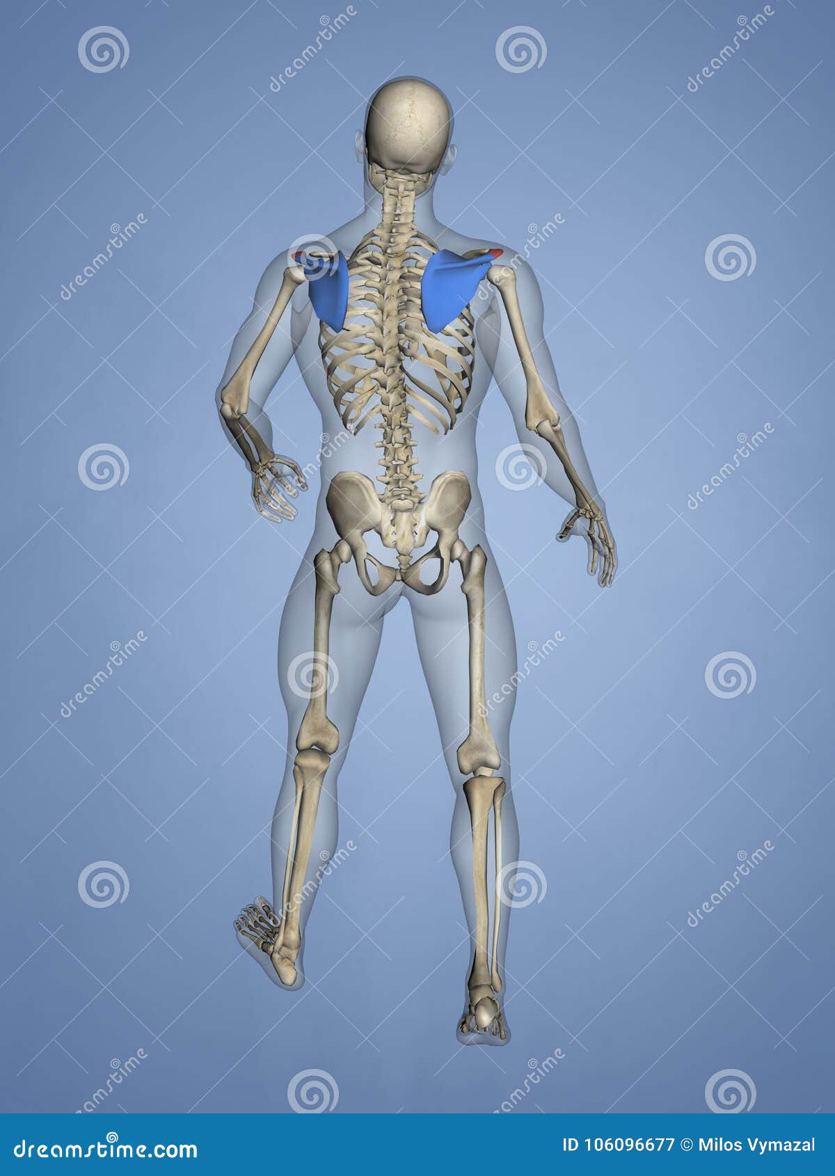 Acromion of Scapula M-SKEL-SCAPULA-ACROMION 19, 3D Model Stock ...