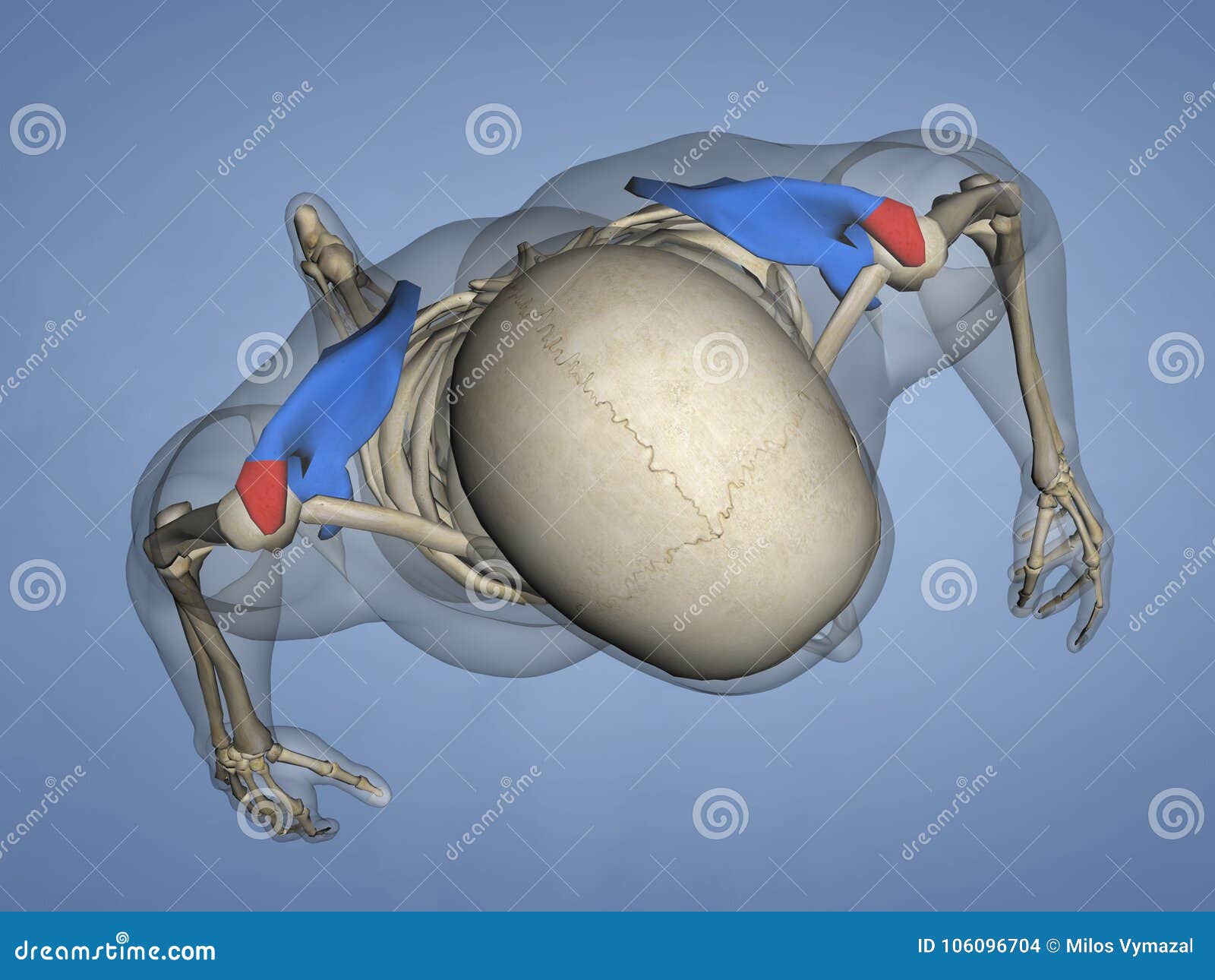 Acromion of Scapula M-SKEL-SCAPULA-ACROMION 6, 3D Model Stock ...
