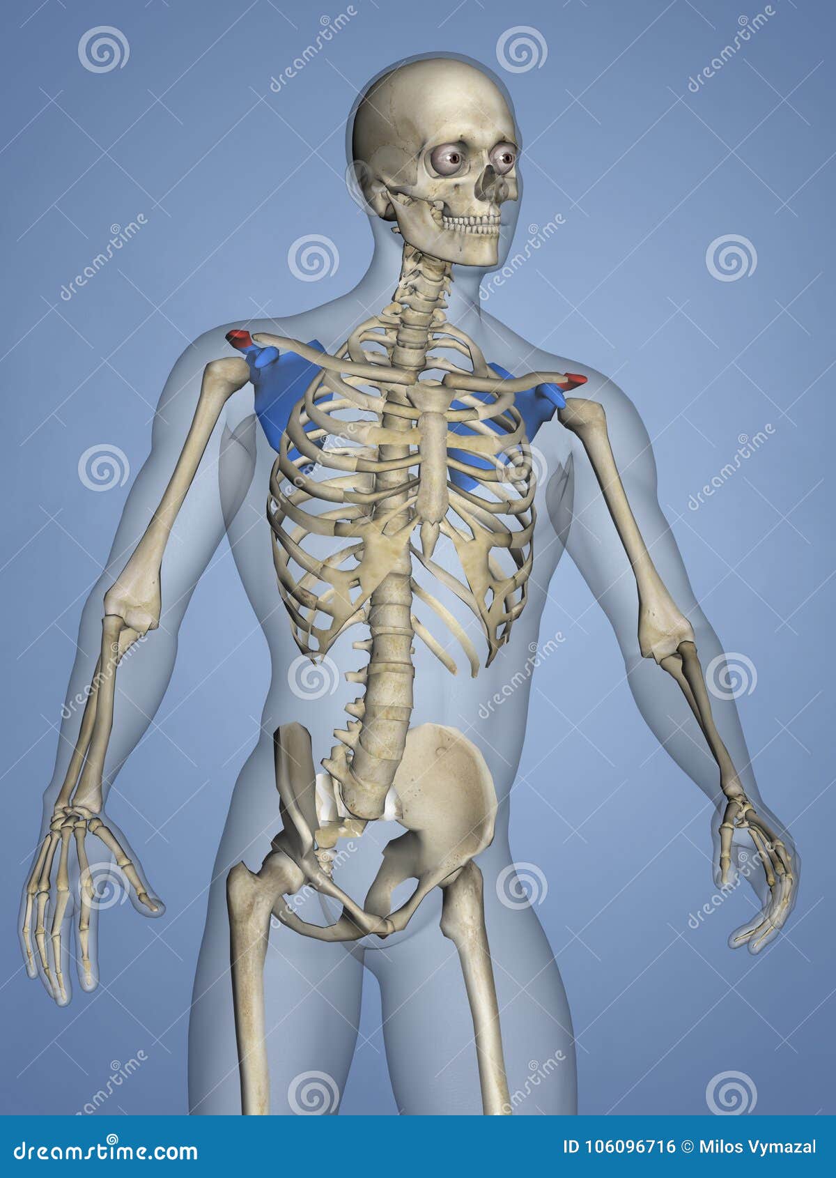 Acromion of Scapula M-SKEL-SCAPULA-ACROMION 7, 3D Model Stock ...