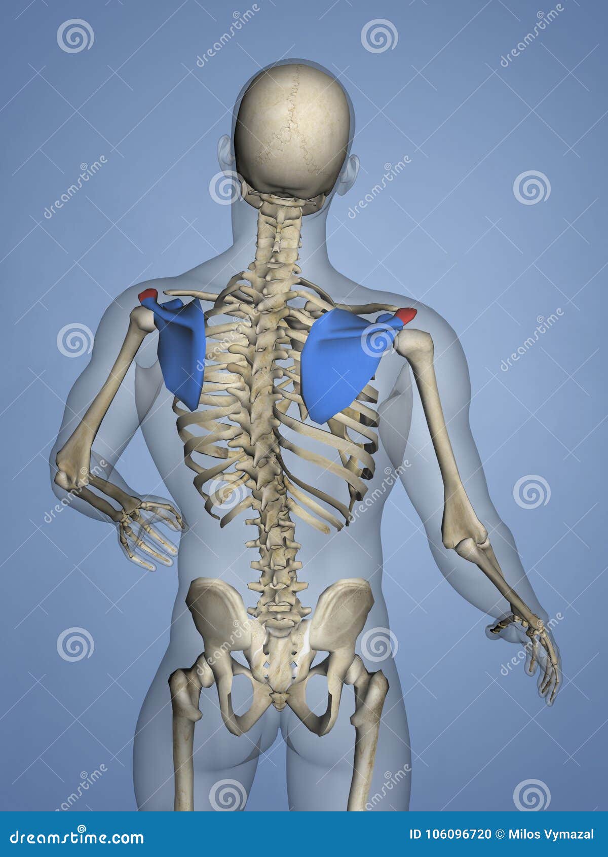 Acromion of Scapula M-SKEL-SCAPULA-ACROMION 9, 3D Model Stock ...