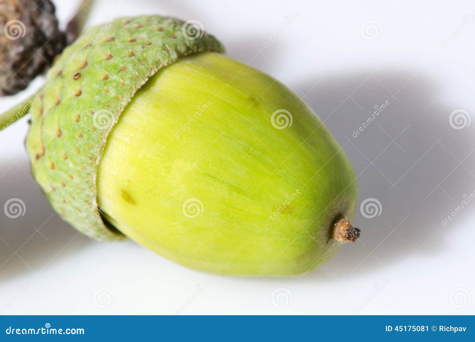 Acron stock image. Image of natural, falling, object - 45175081