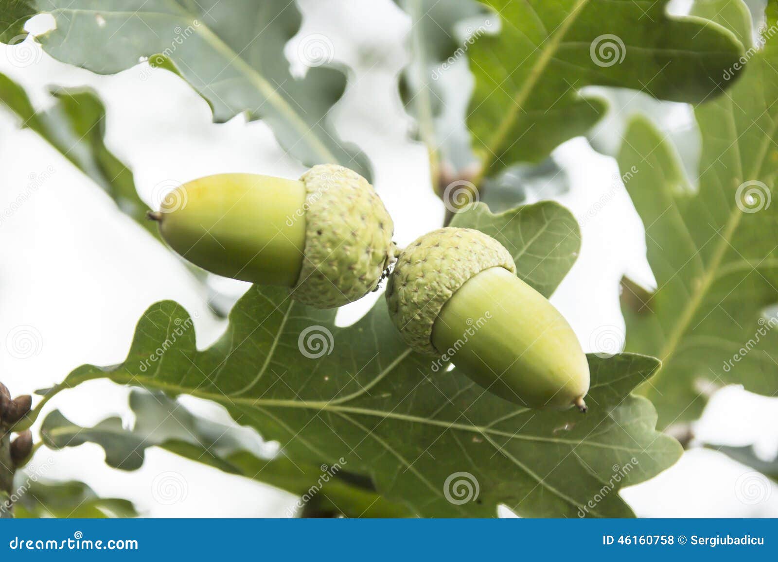 Acron stock photo. Image of acron, green, leafs, leaf - 46160758