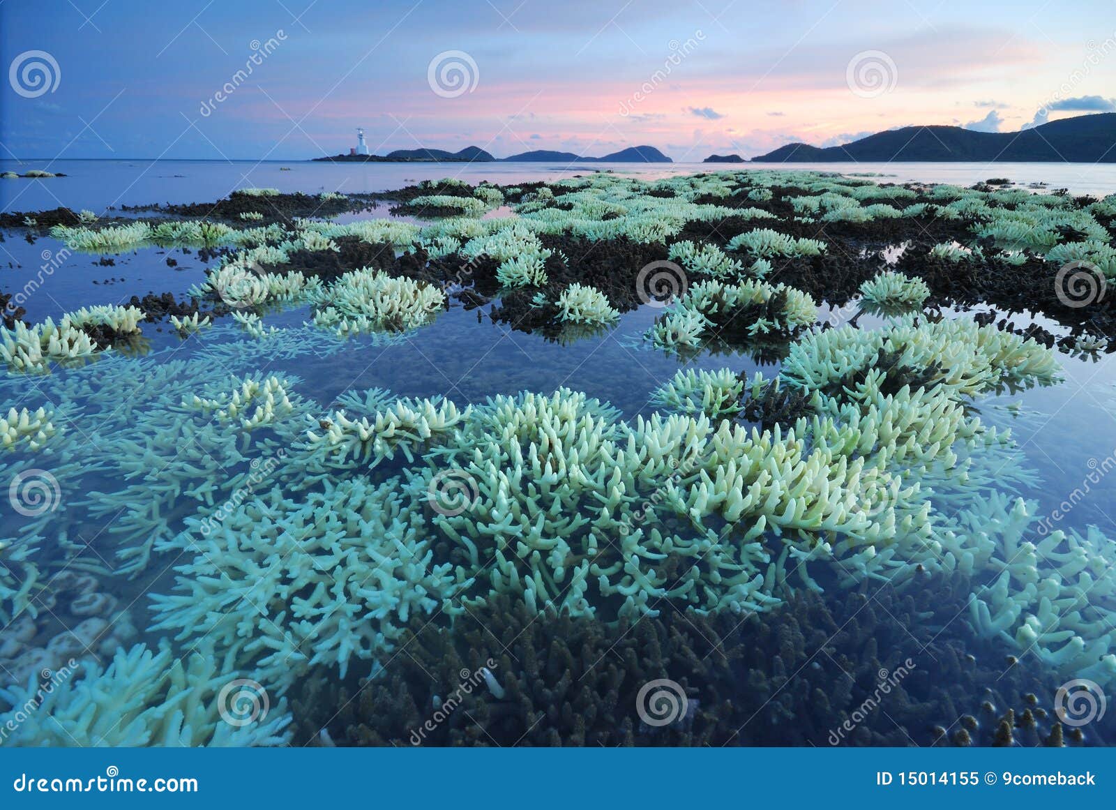 Acropora stock image. Image of acropora, holiday, green - 15014155