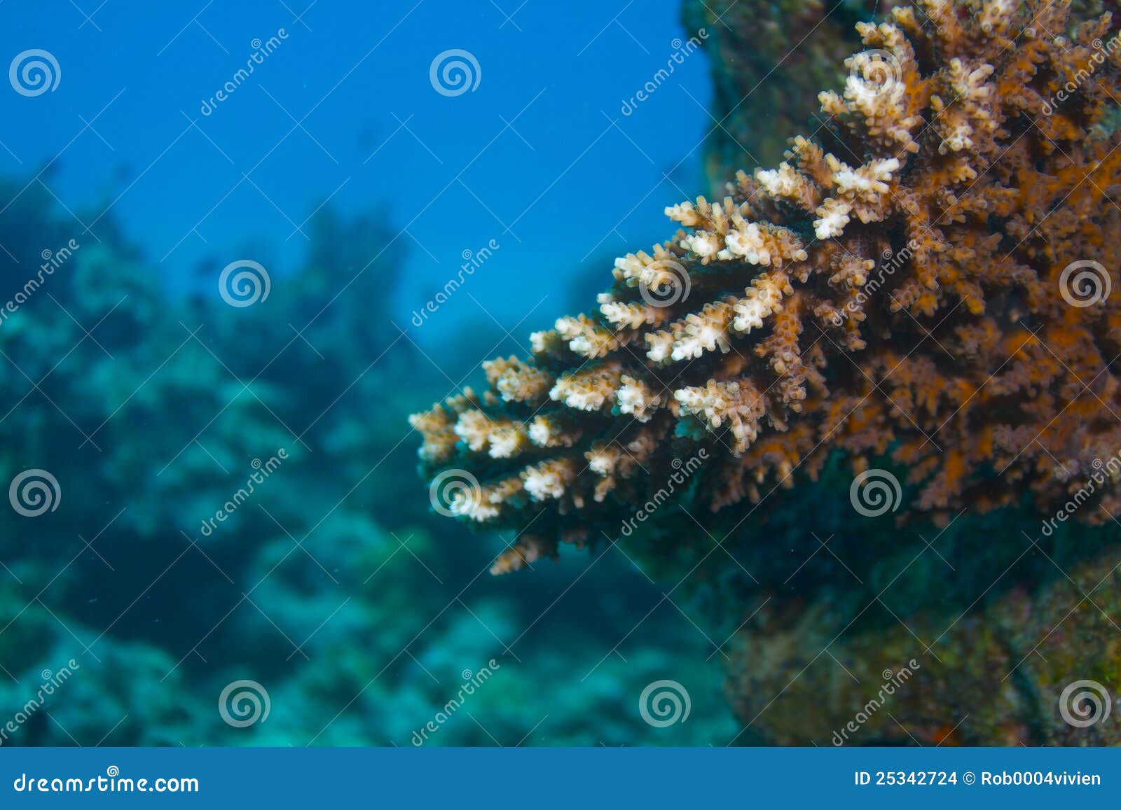 Acropora stock photo. Image of acuminatus, anthias, fishes - 25342724