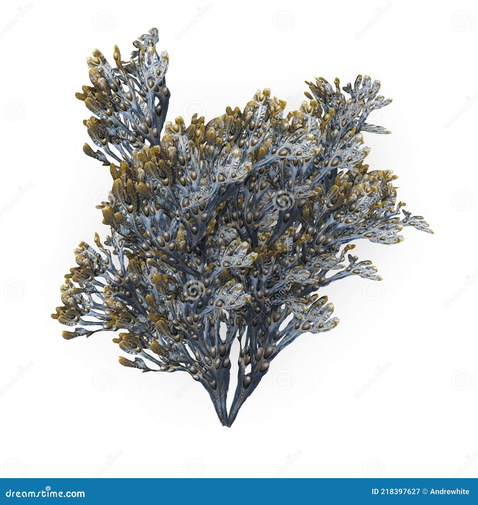 Acropora Coral Vector Illustration. Drawing Of Sea Polyp On Dark ...