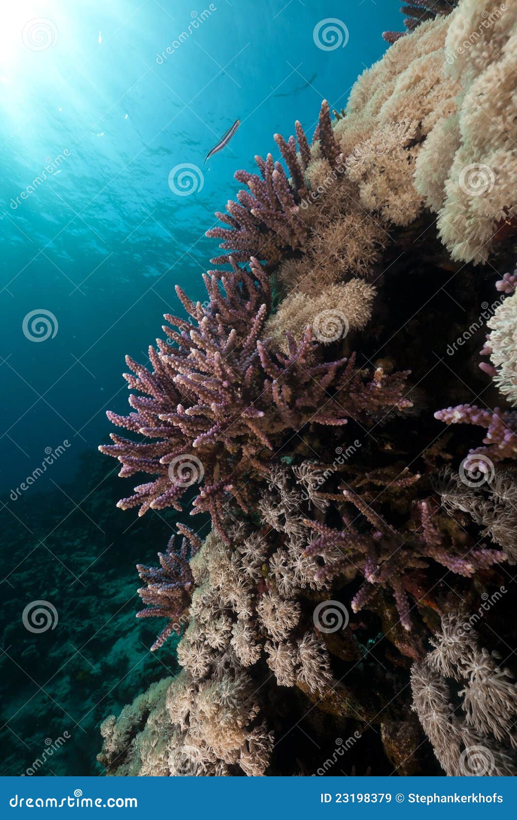 Acropora in the Red Sea. stock image. Image of acropora - 23198379