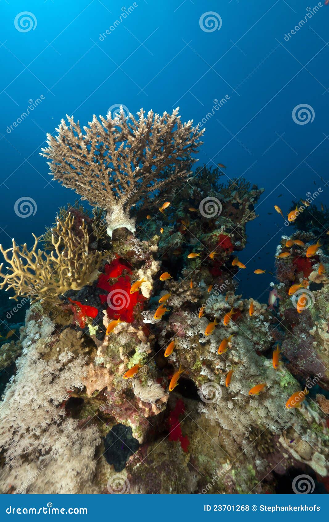 Acropora in the Red Sea. stock photo. Image of marine - 23701268