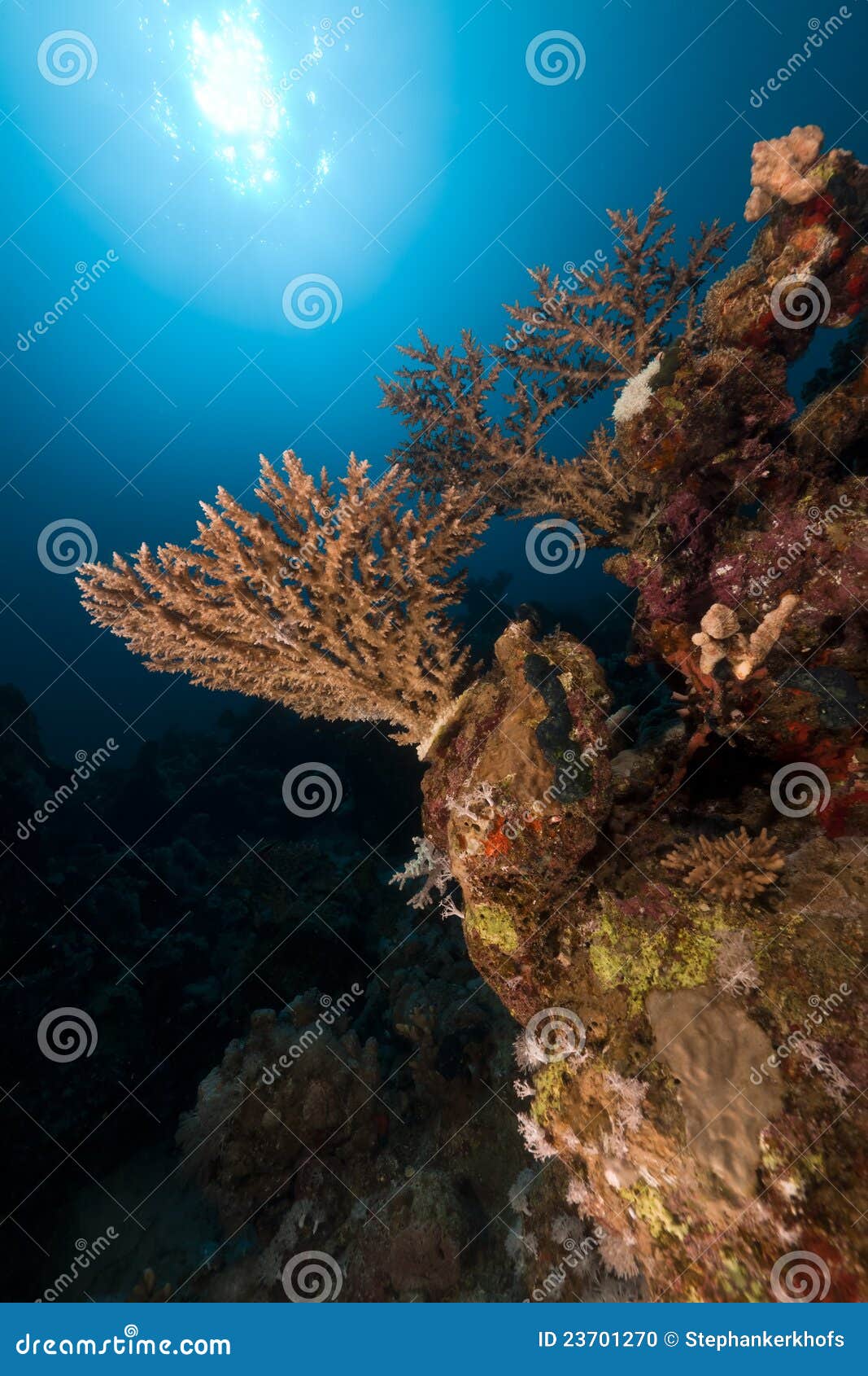 Acropora in the Red Sea. stock photo. Image of natural - 23701270