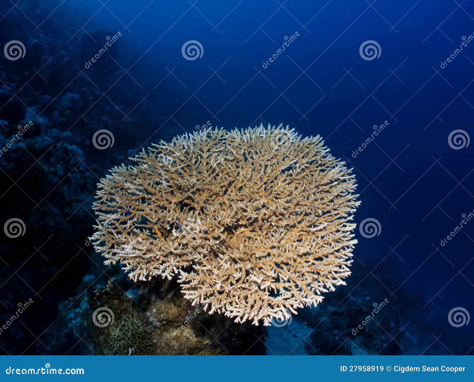 Acropora Table Coral stock image. Image of tropical, formation - 27958919
