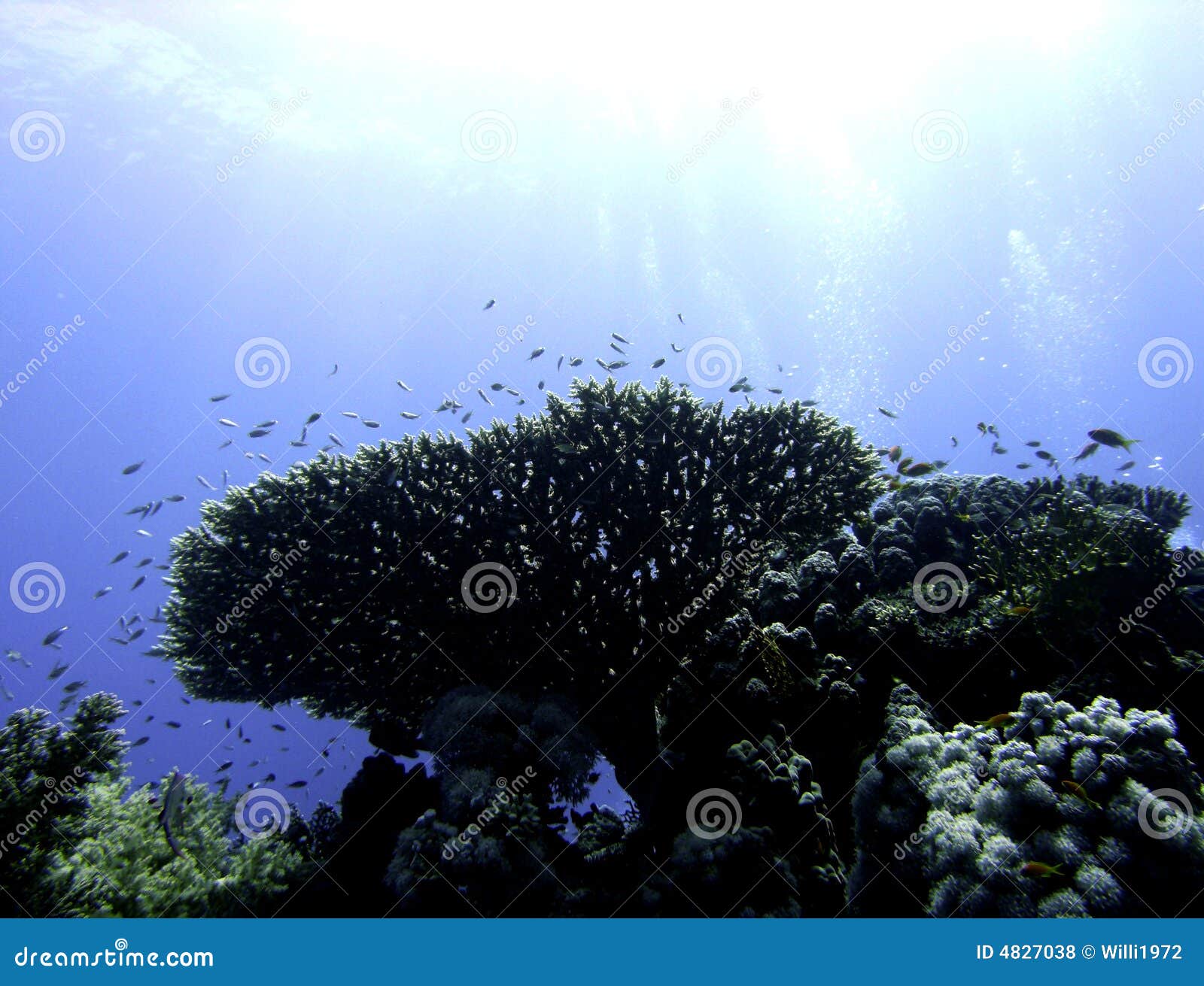 Acropora table coral stock photo. Image of fish, underwater - 4827038