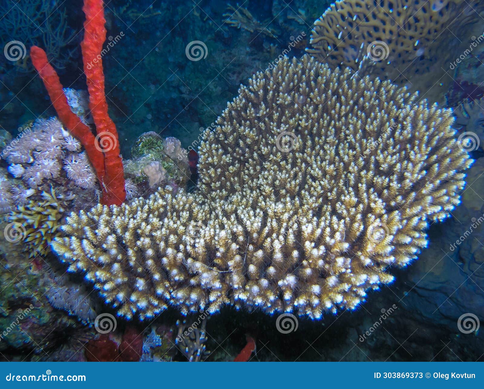 Acropora Variabilis - Table Coral on a Reef in the Red Sea Stock Image ...