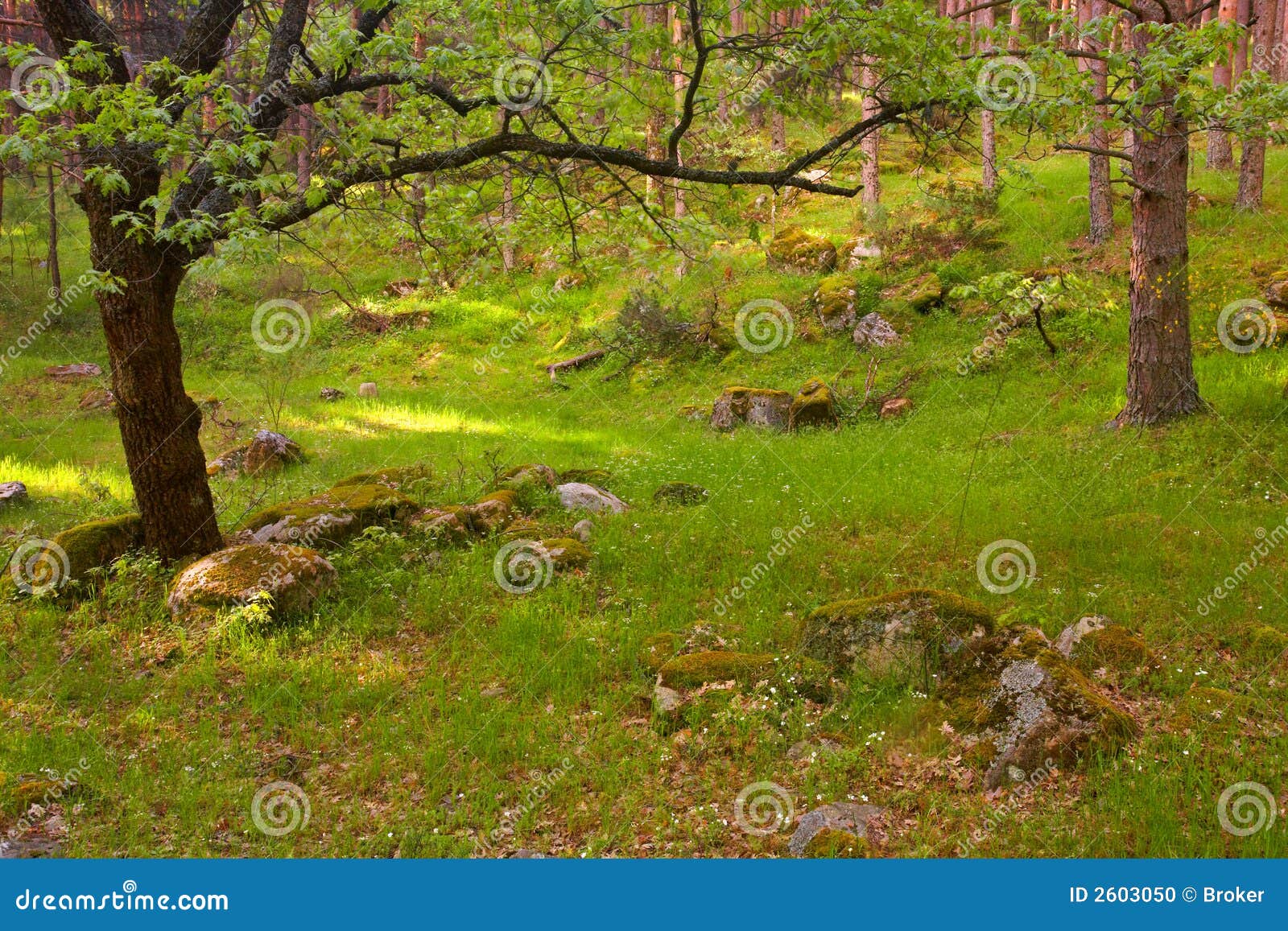 Across the forest stock photo. Image of bush, hike, forest - 2603050