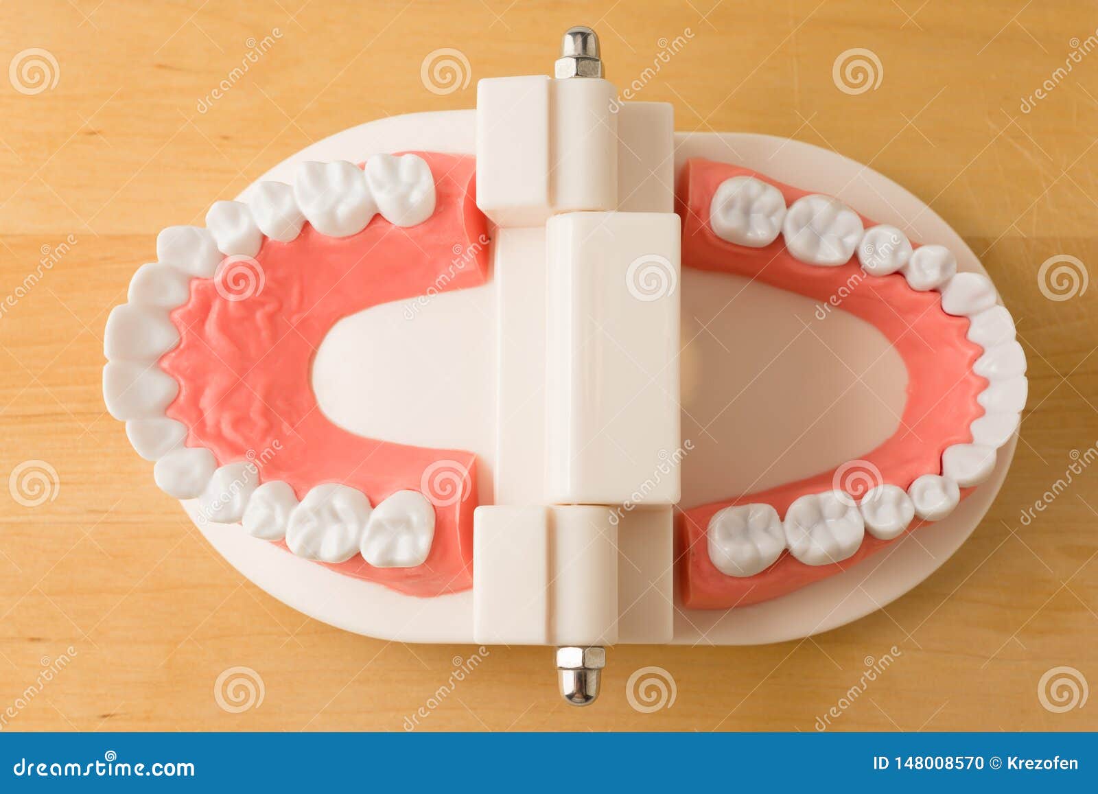 Acrylic Model of Human Jaws Stock Photo - Image of orthodontic, human ...