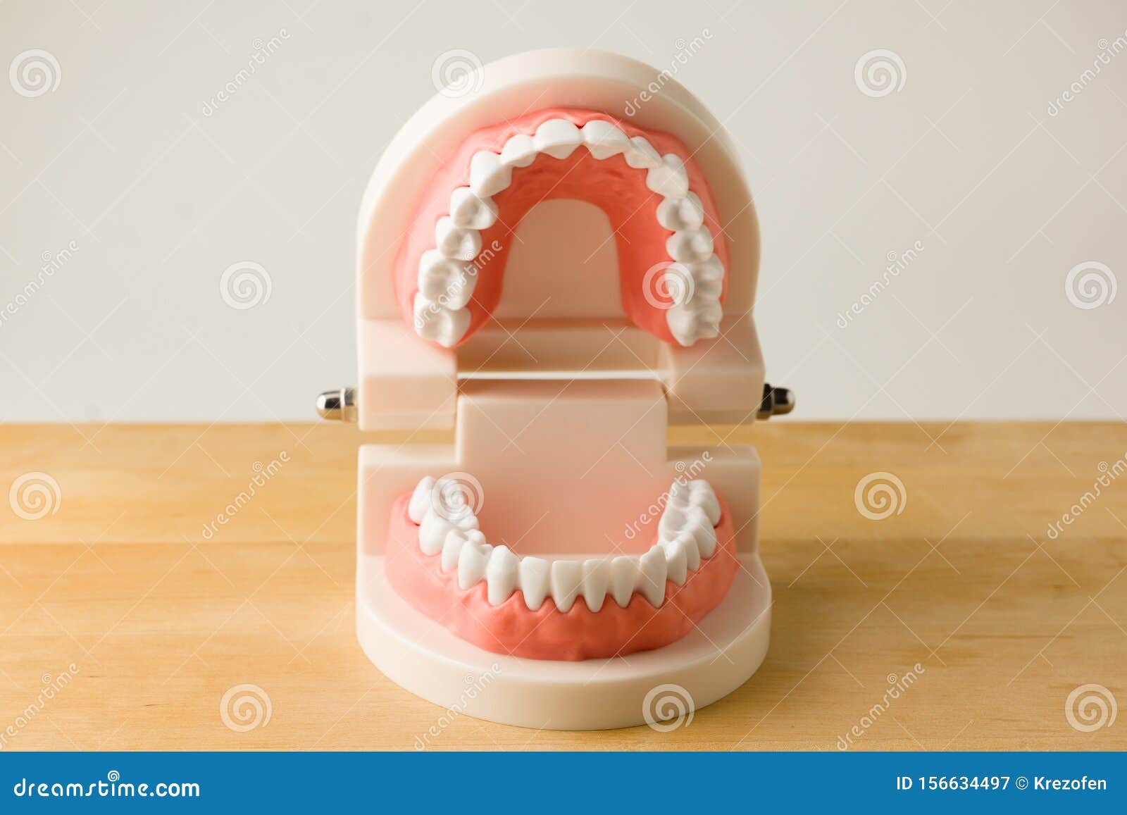 Acrylic Model of Human Jaws Stock Image - Image of plastic, dentistry ...