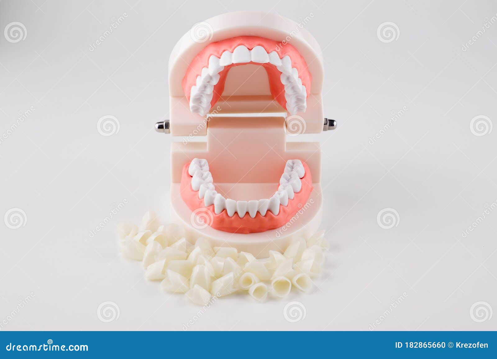Acrylic Model of Human Jaws Stock Photo - Image of tooth, white: 182865660