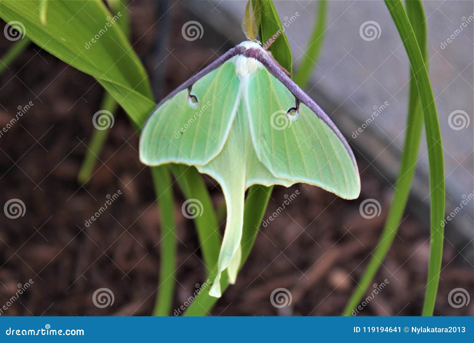 Actias Luna, Luna Moth imagen de archivo. Imagen de colas - 119194641