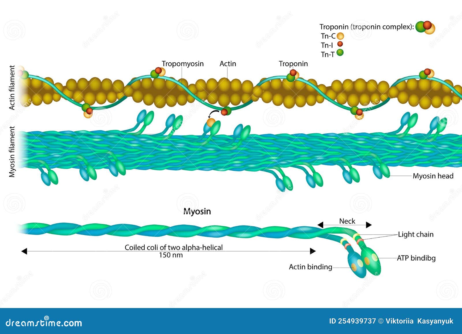 Actin Filaments