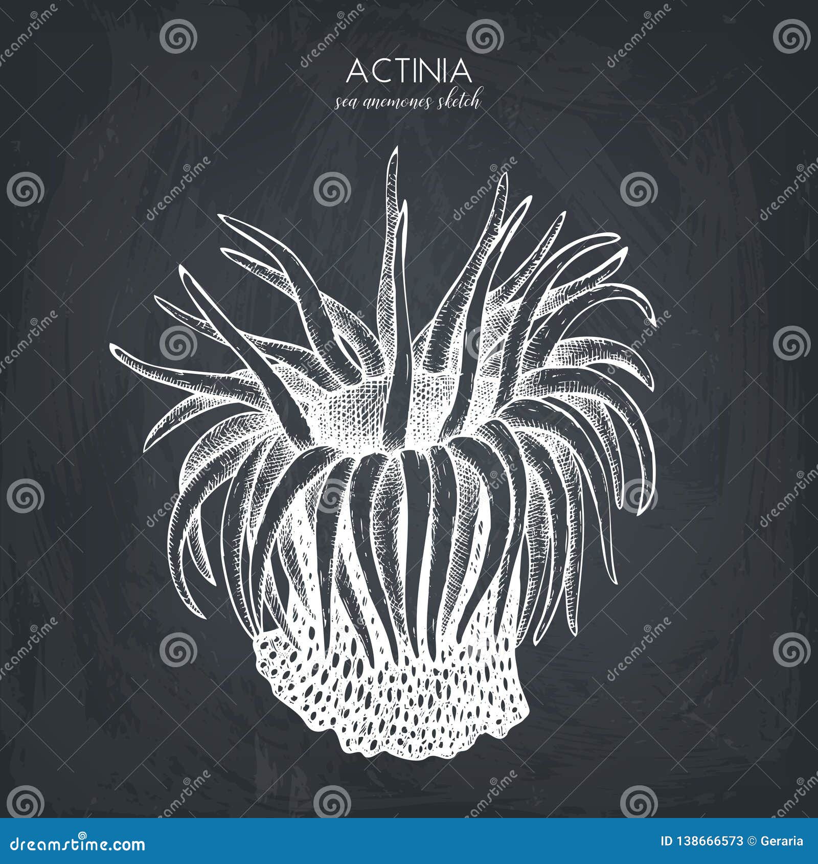 Hand Drawn Actinia - Sea Flower. Vector Underwater Natural Elements ...