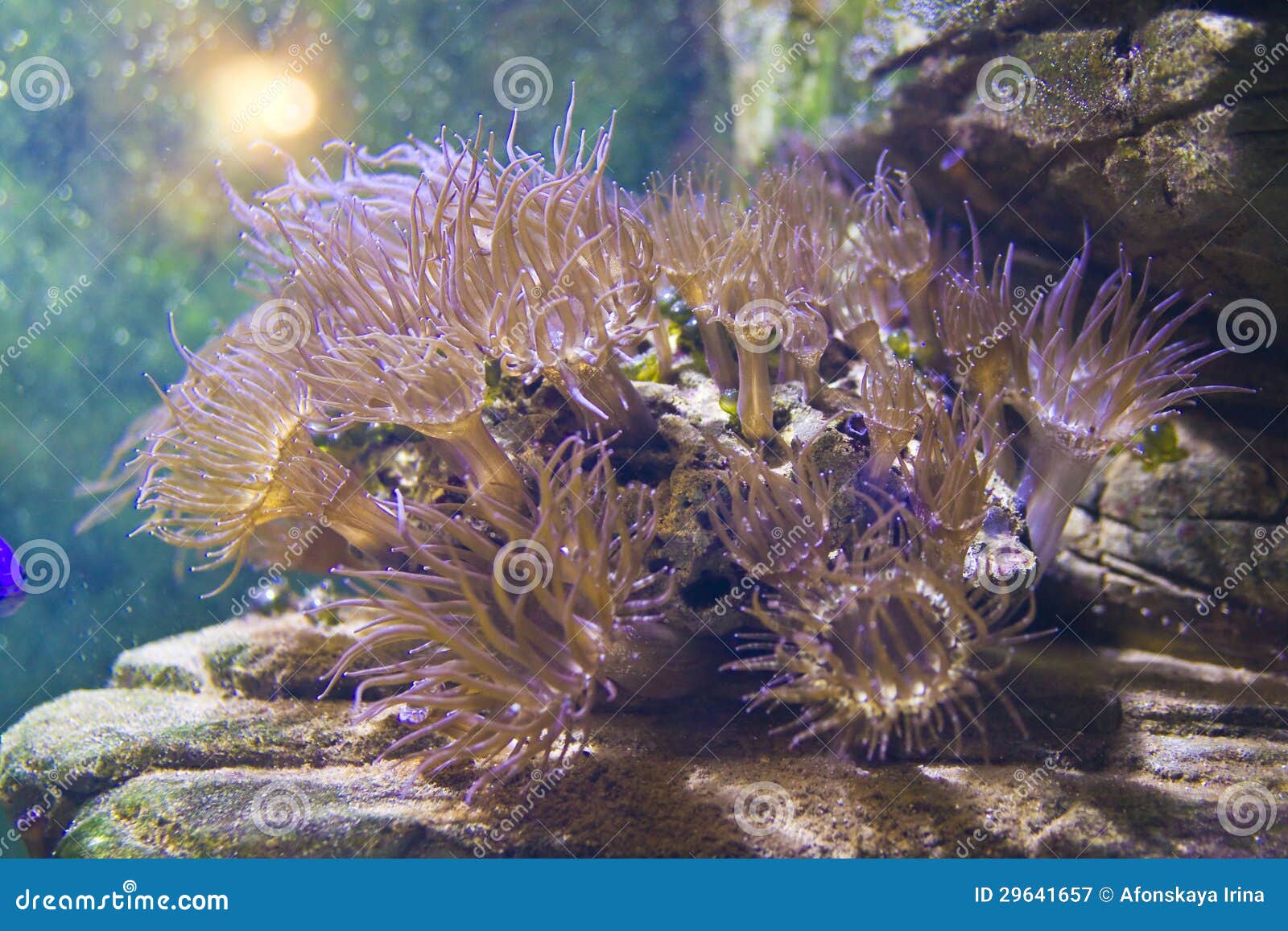 Actinia (anemone) stock image. Image of marine, aquarium - 29641657