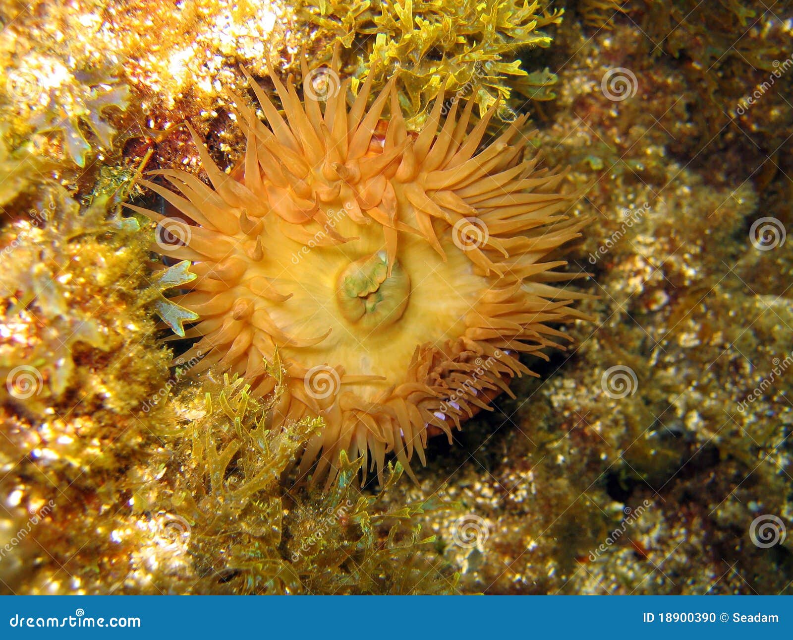 Actinia Cari stock photo. Image of mediterranean, underwater - 18900390