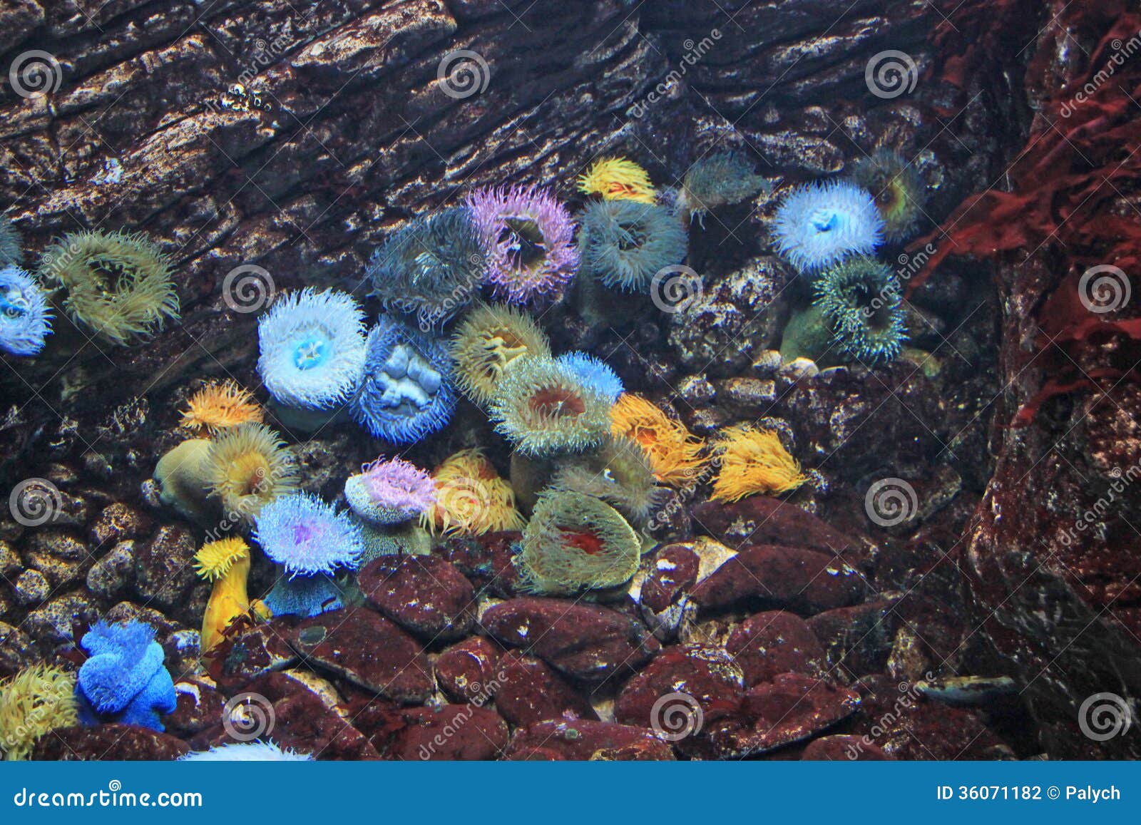 Actinia stock photo. Image of anemone, wildlife, deep - 36071182