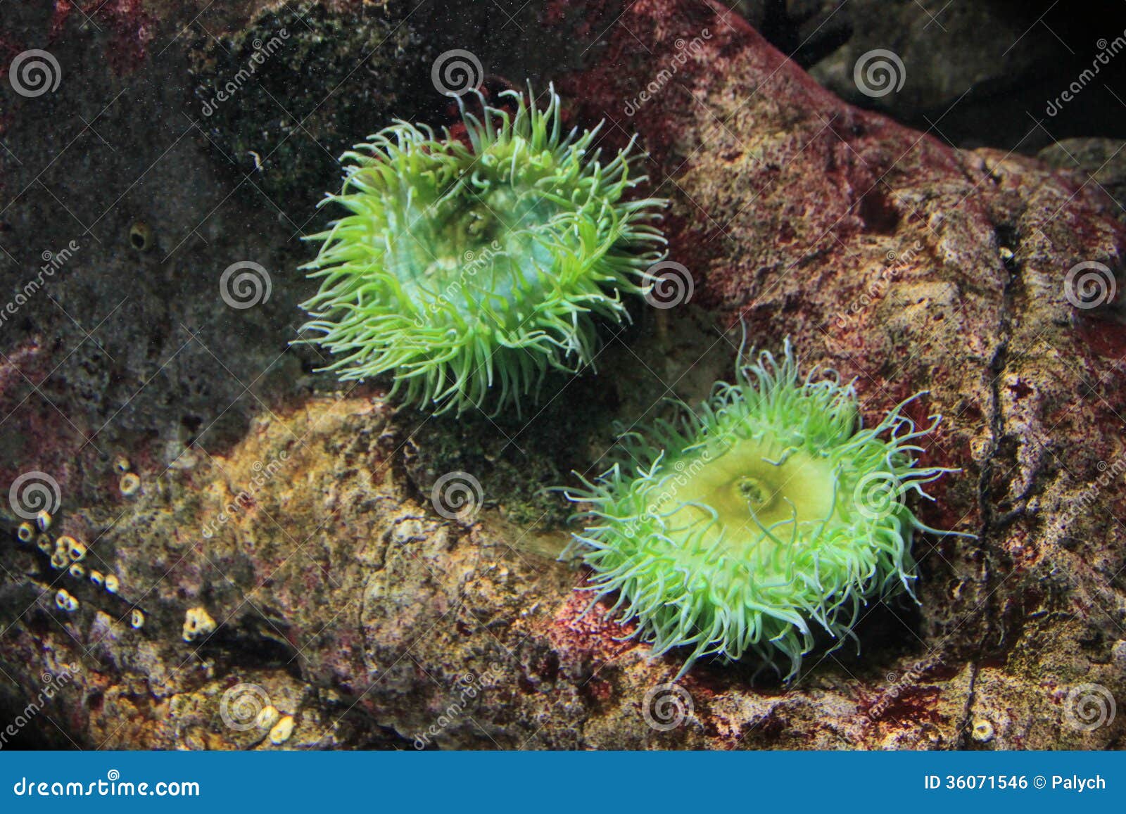 Actinia stock photo. Image of seabed, fauna, tentacles - 36071546