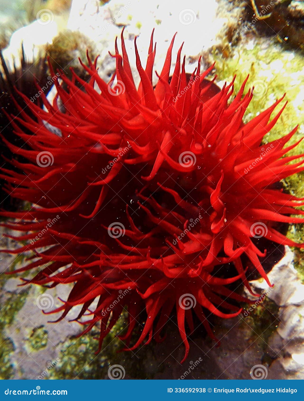 Actinia Equina, Actinia Mediterranea, Beadlet Anemone Stock Photo ...