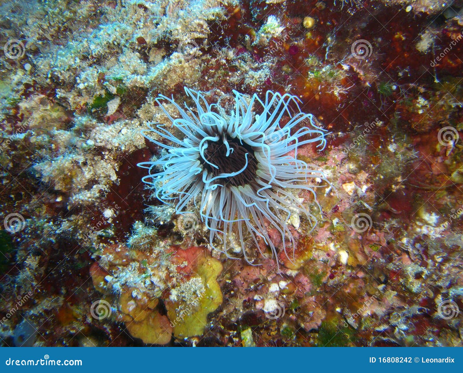 Actinia in Mediterranean Sea Stock Photo - Image of mediterranean ...