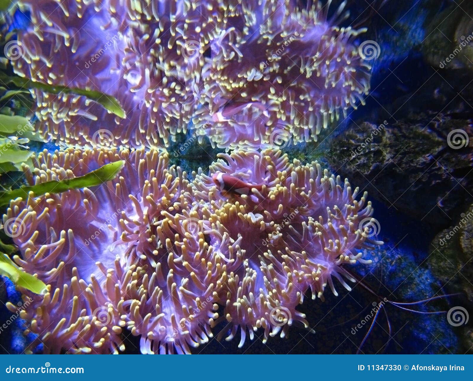 Actinia (sea anemona) stock photo. Image of actinia, fauna - 11347330