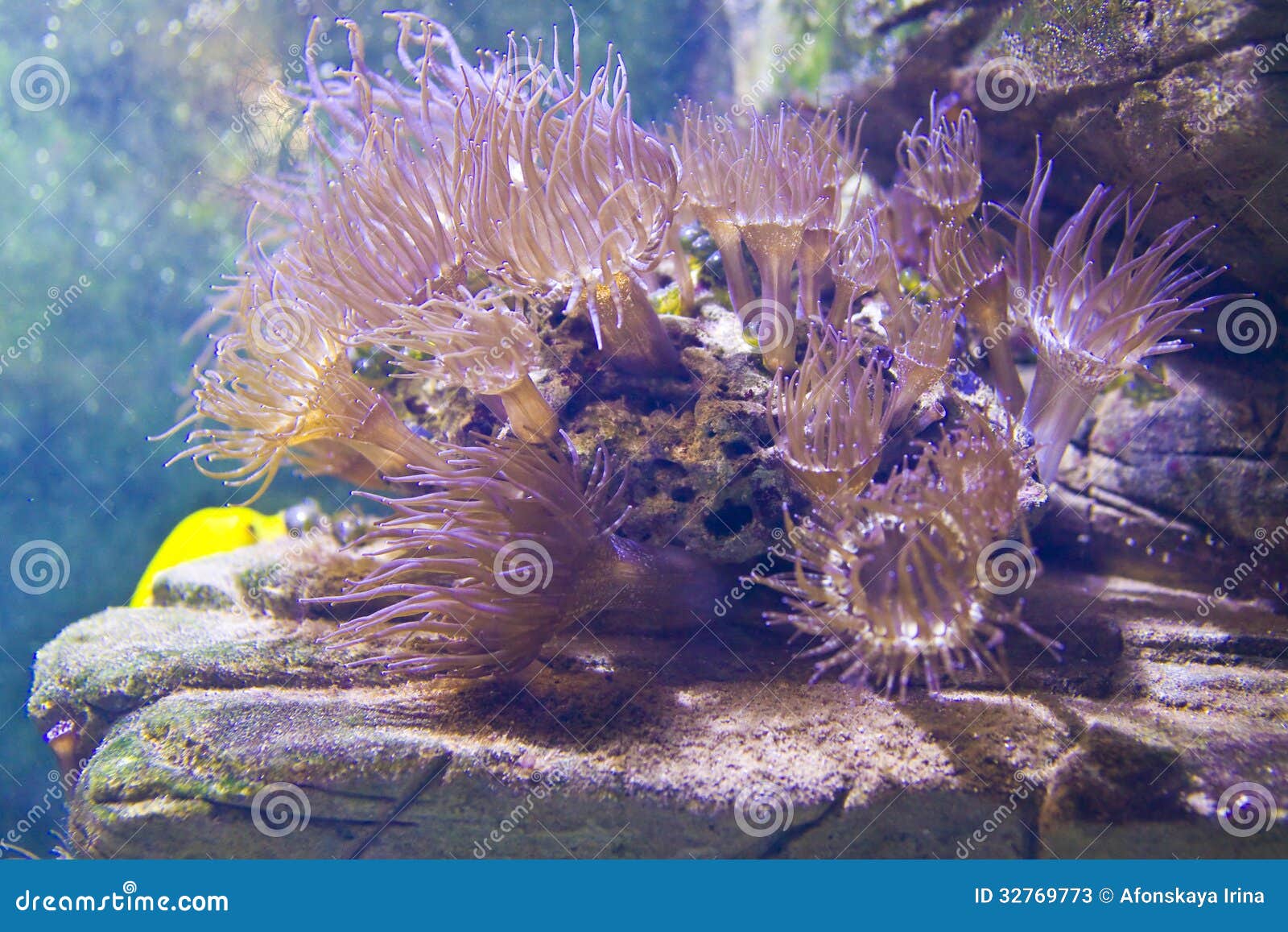 Actinia (sea anemone) stock image. Image of aquarium - 32769773