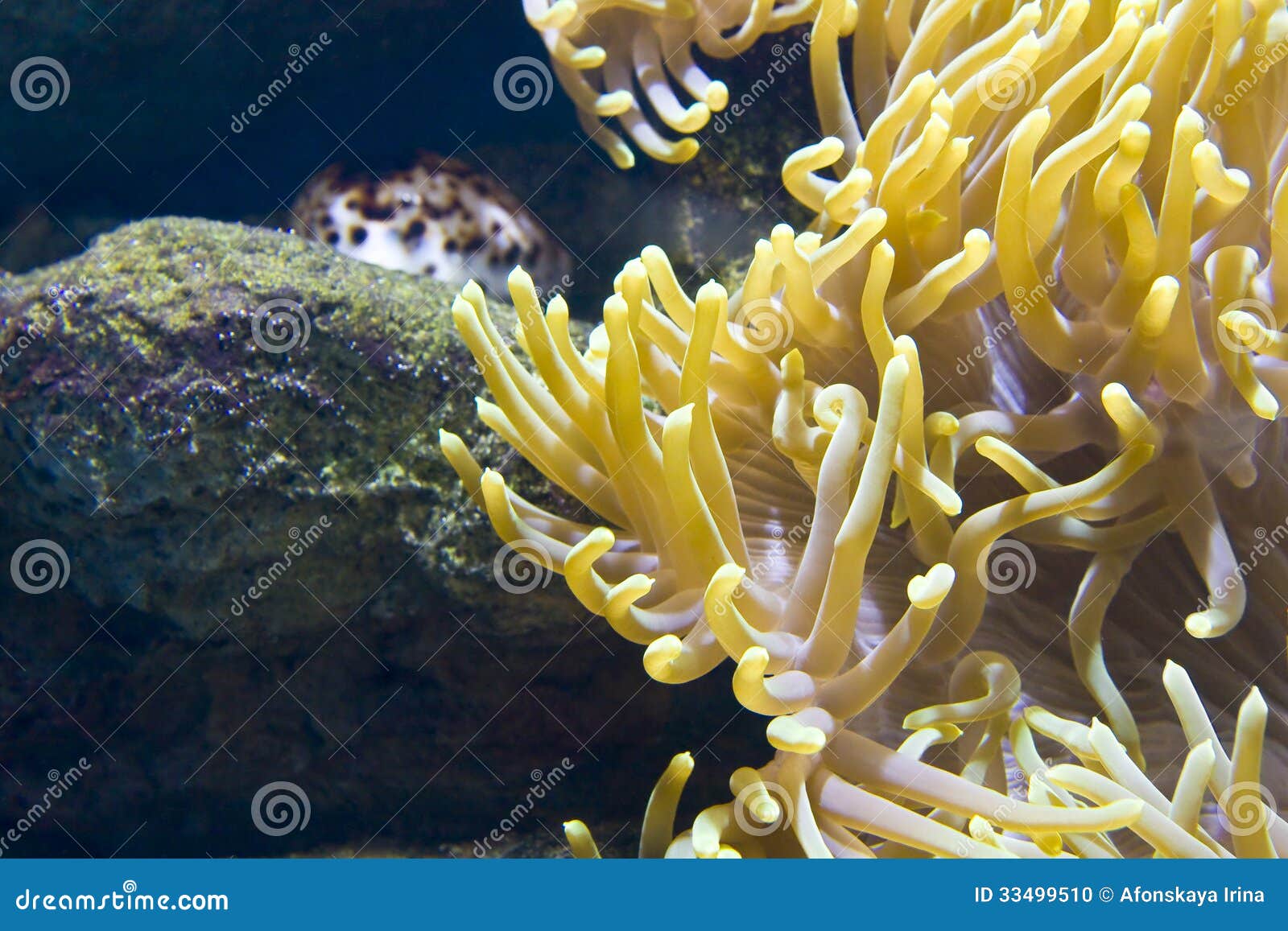 Actinia (Sea Anemone) on Stones and Shell Stock Photo - Image of ...