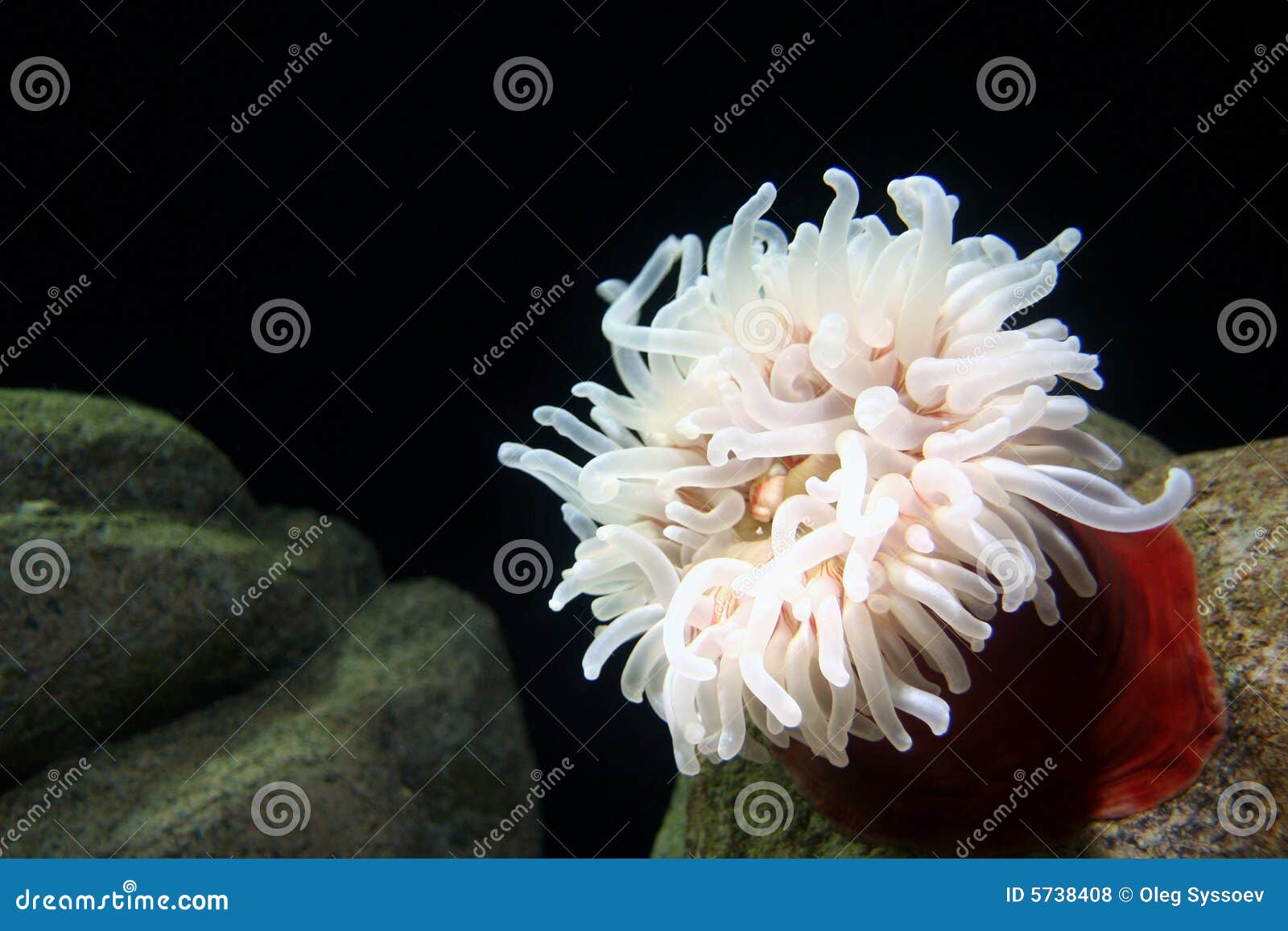 Actinia, Zeeanemoon stock foto. Image of overzees, anemoon - 5738408
