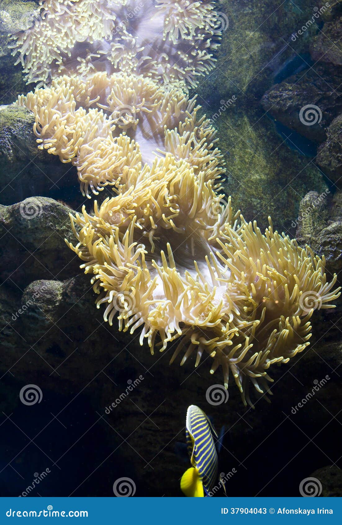 Actinia (zeeanemoon) En Vis-engel (keizer) Stock Afbeelding - Image of ...