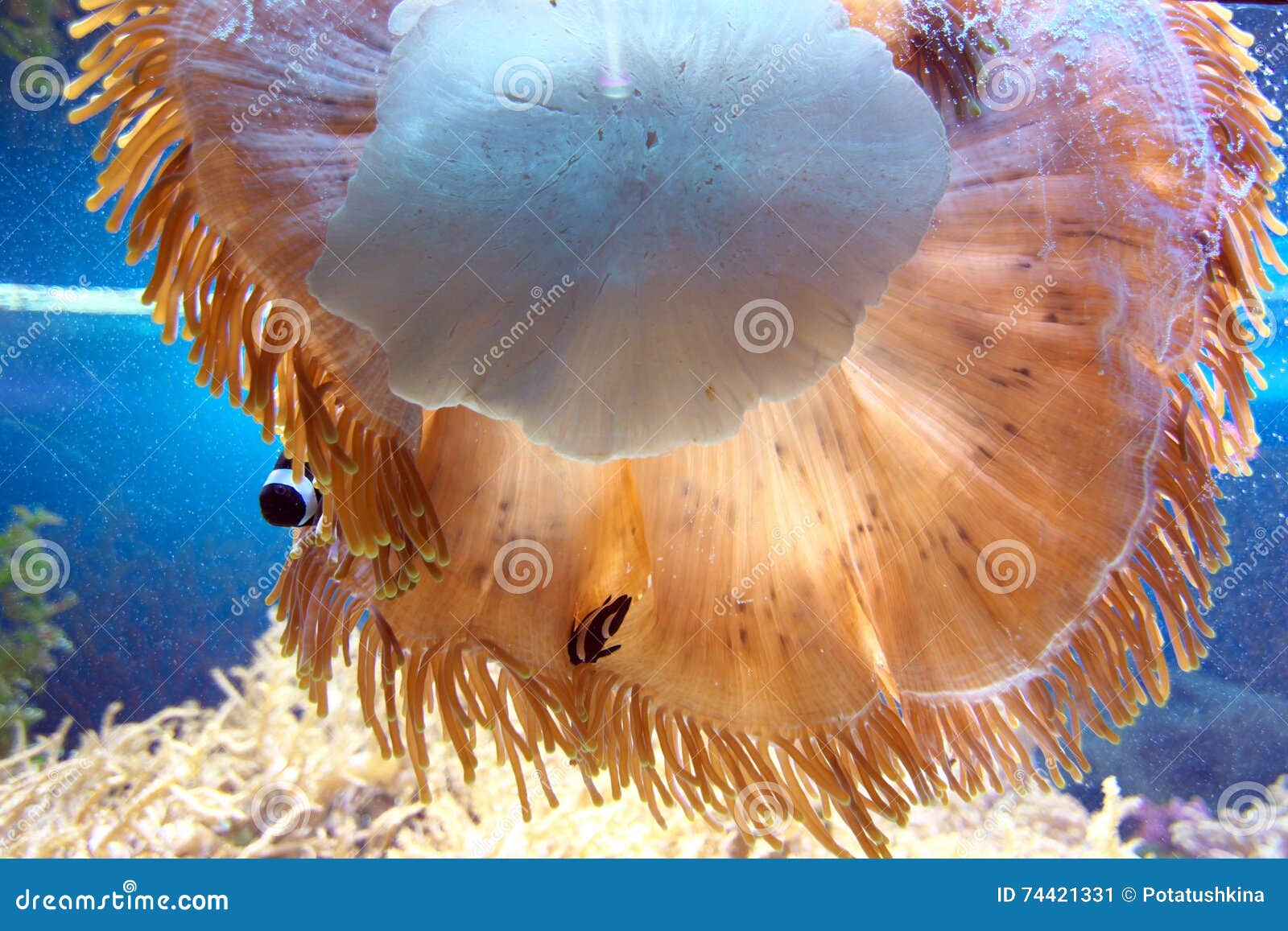 Actiniaria in a Sea Aquarium Stock Image - Image of tropical ...