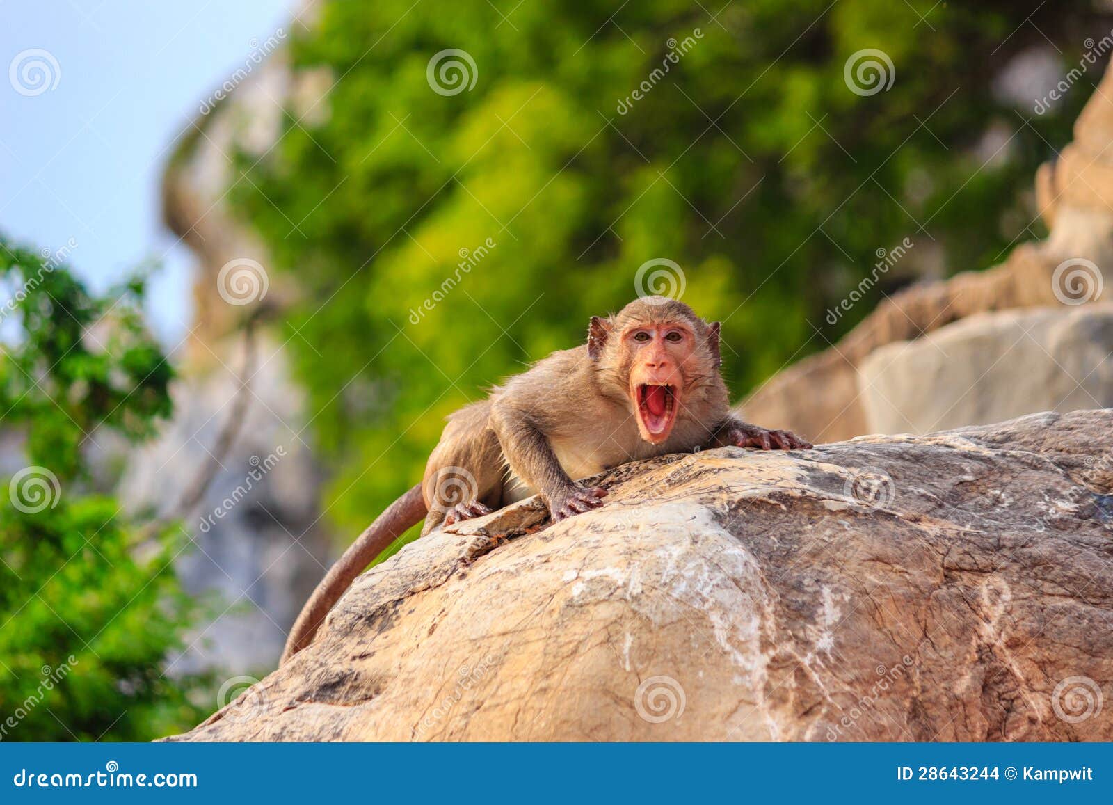 Action of Angry Monkey stock photo. Image of animal, action - 28643244