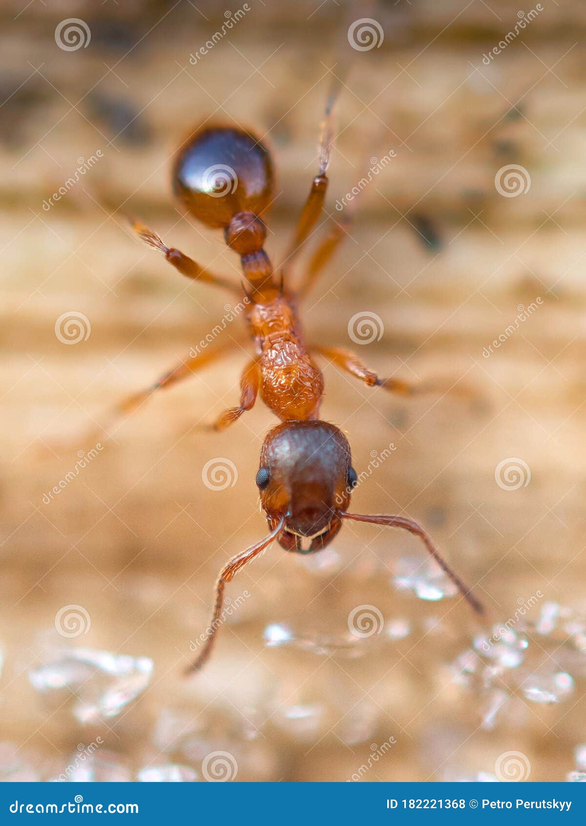 Action ant stock photo. Image of larva, colony, wild - 182221368