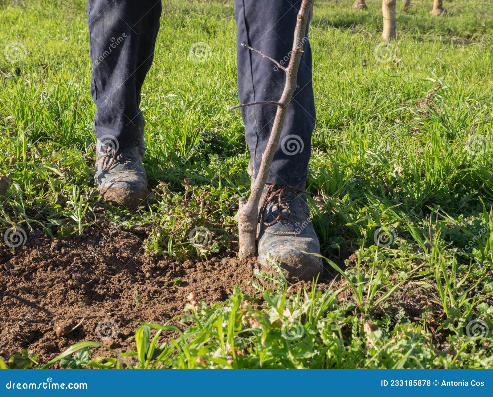 Action of Comparing the Earth with the Feet when Planting a Fruit Tree ...