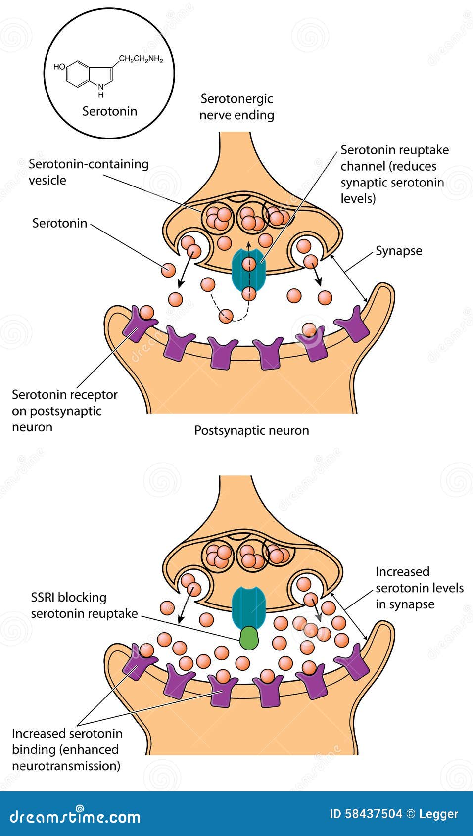Action de SSRI illustration de vecteur. Illustration du anatomie - 58437504