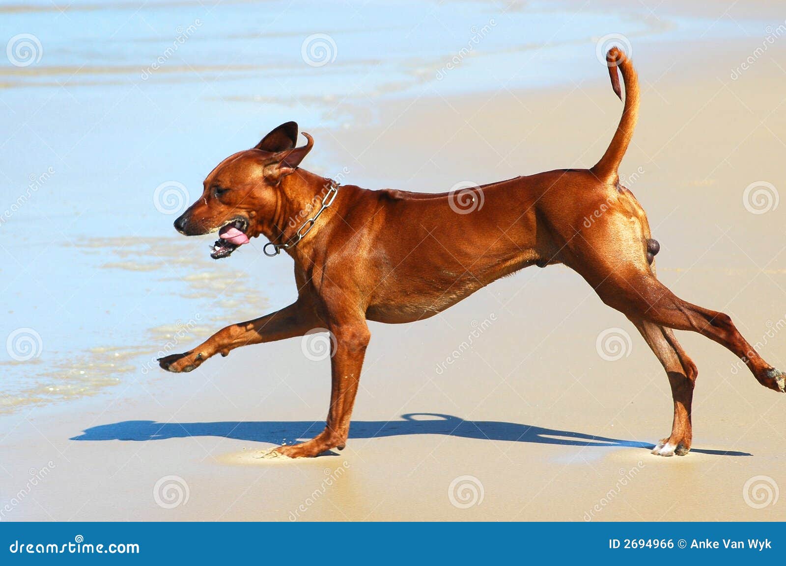 Action dog stock photo. Image of endurance, emotion, family - 2694966
