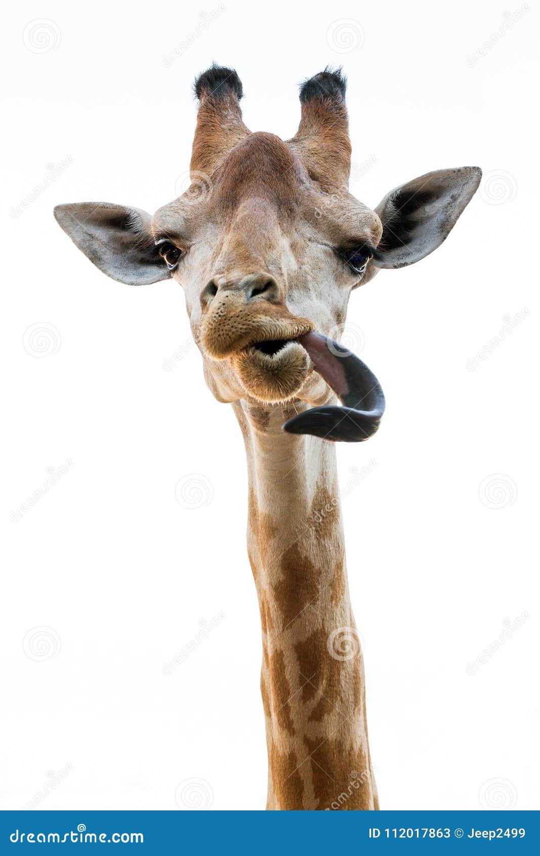 Giraffe In Action. Royalty-Free Stock Image | CartoonDealer.com #76232896