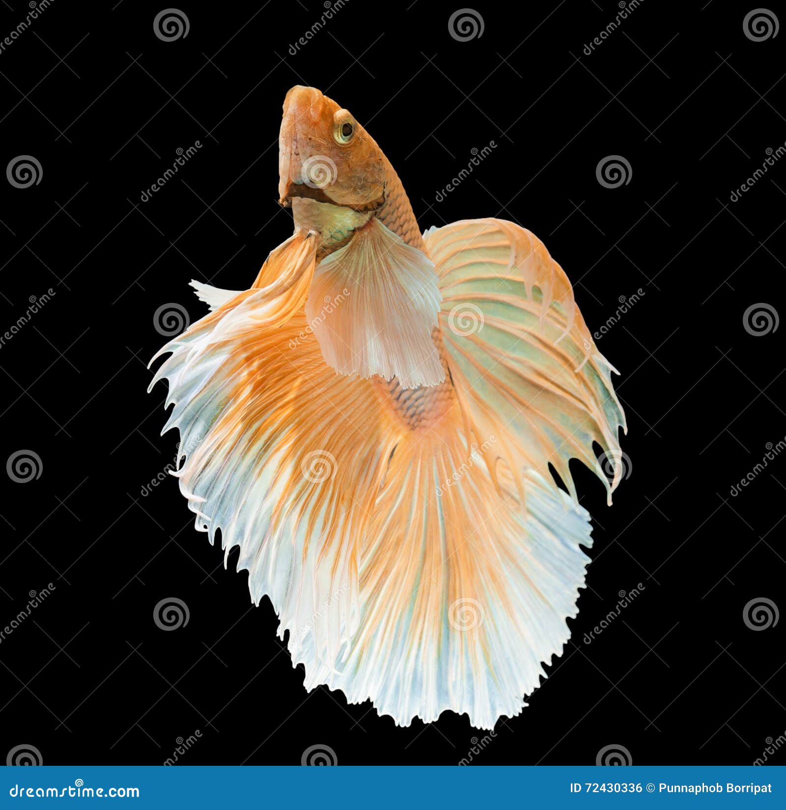 Action of Gold Siamese Fighting Fish Stock Photo - Image of isolated ...