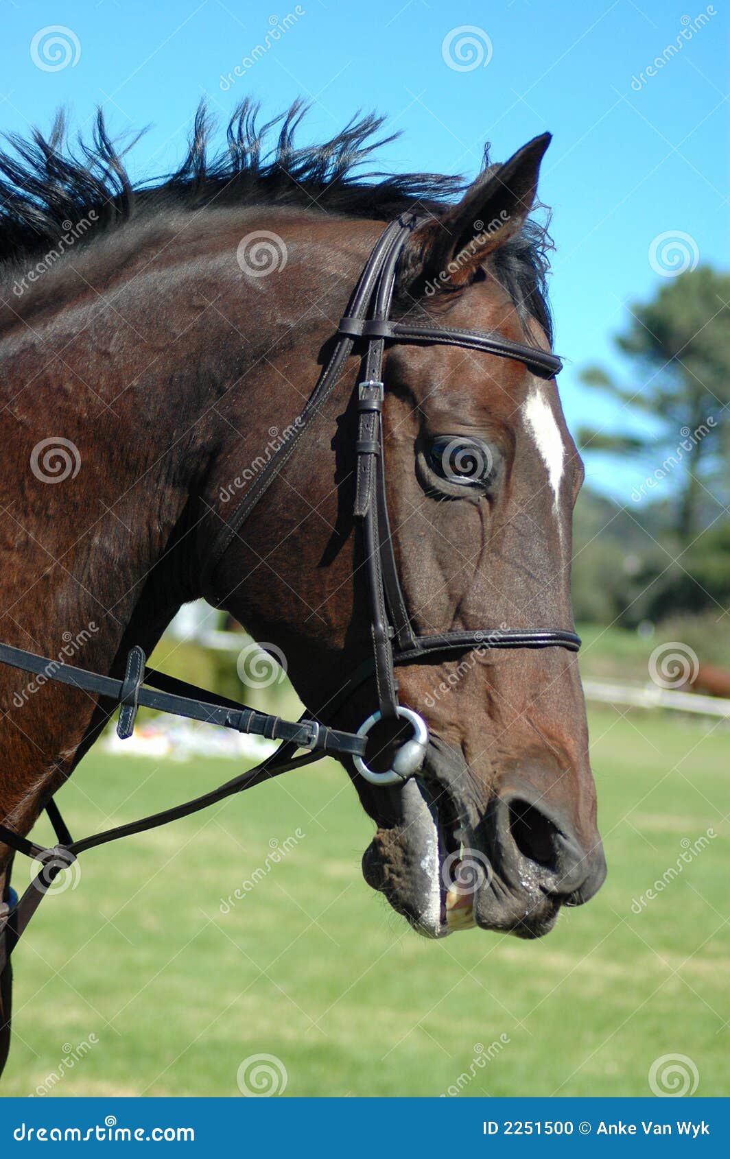 Action horse stock photo. Image of equine, animal, action - 2251500