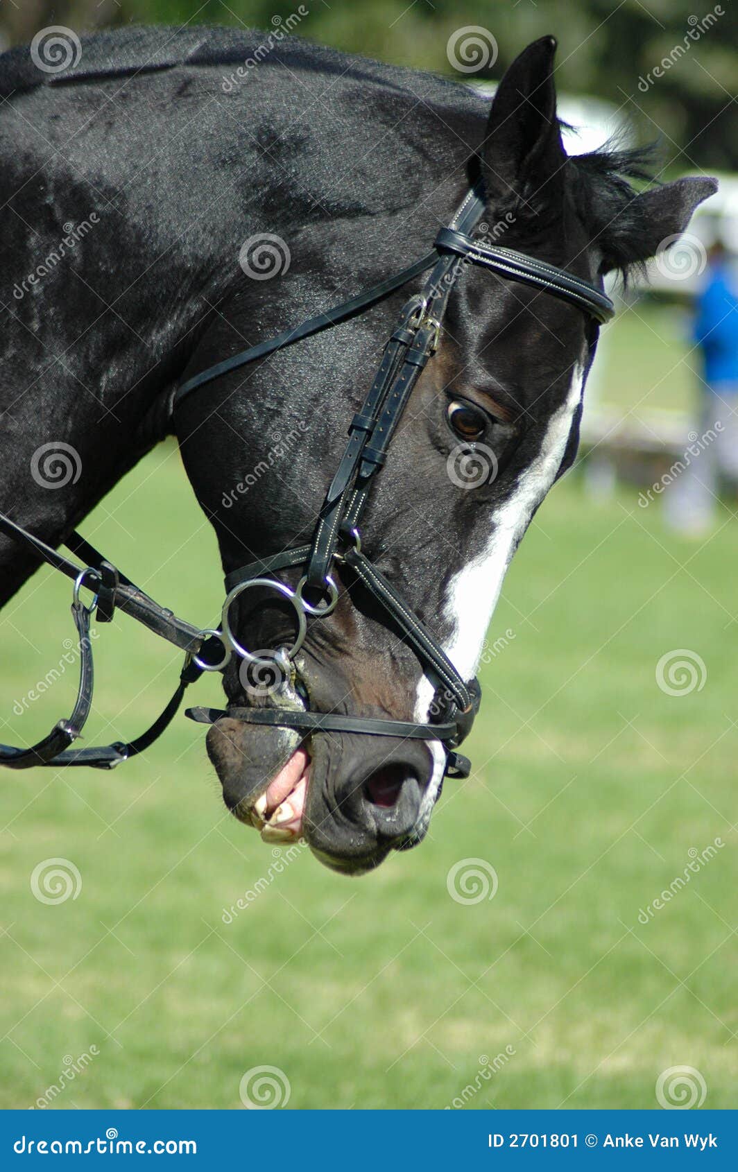 Stressed Horse Stock Photos - Free & Royalty-Free Stock Photos from ...
