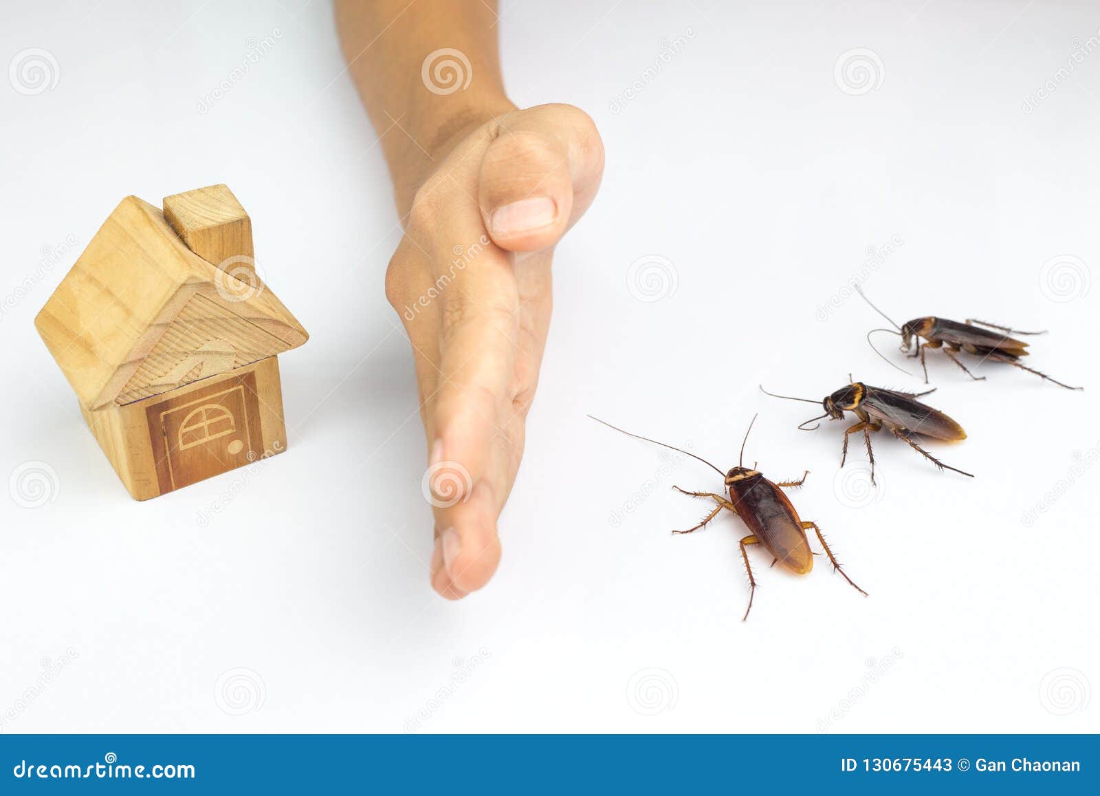 Action Image Of Cockroaches Stock Image Image Of Bread Cockroach 130675443