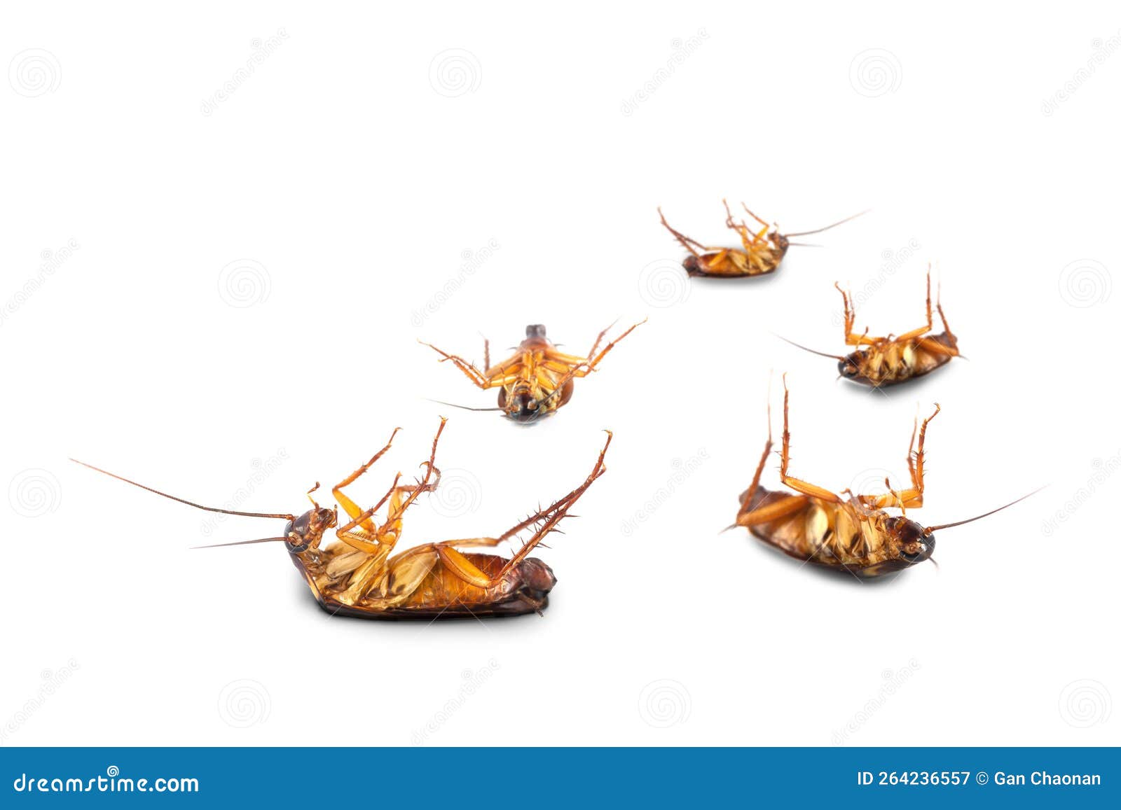 Action Image of Cockroaches, Cockroaches Isolated on White Background ...
